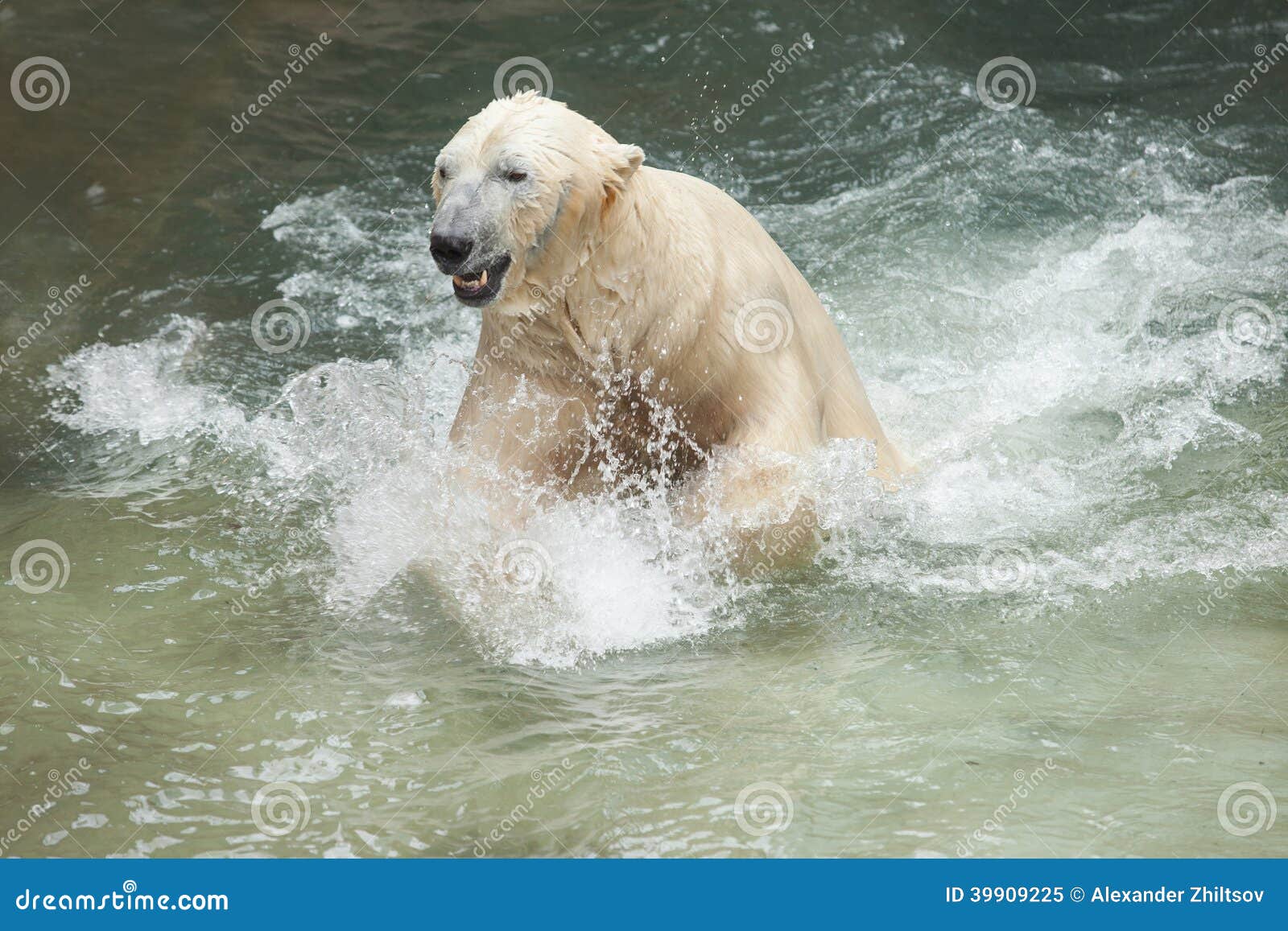 White bear stock image. Image of polar, cold, bears, wild - 39909225