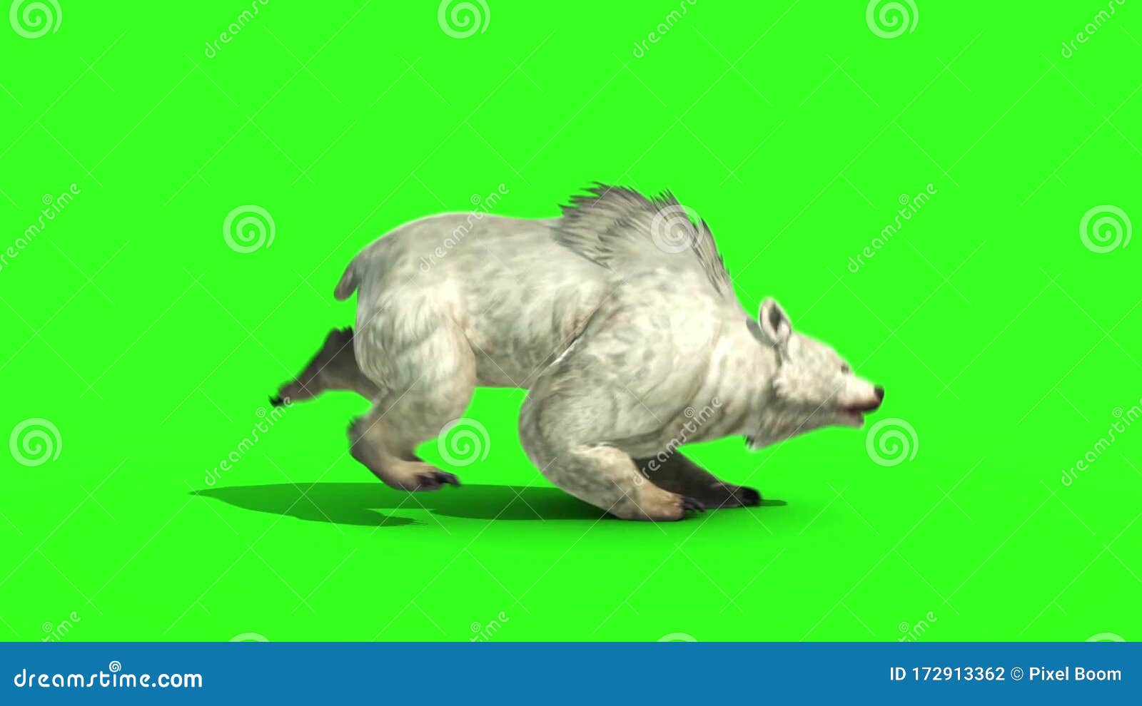White Bear Run Cycle Side Green Screen 3D Rendering Animation Stock ...