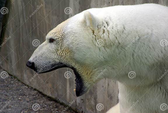 White bear screaming stock image. Image of wildlife, animal - 6611897