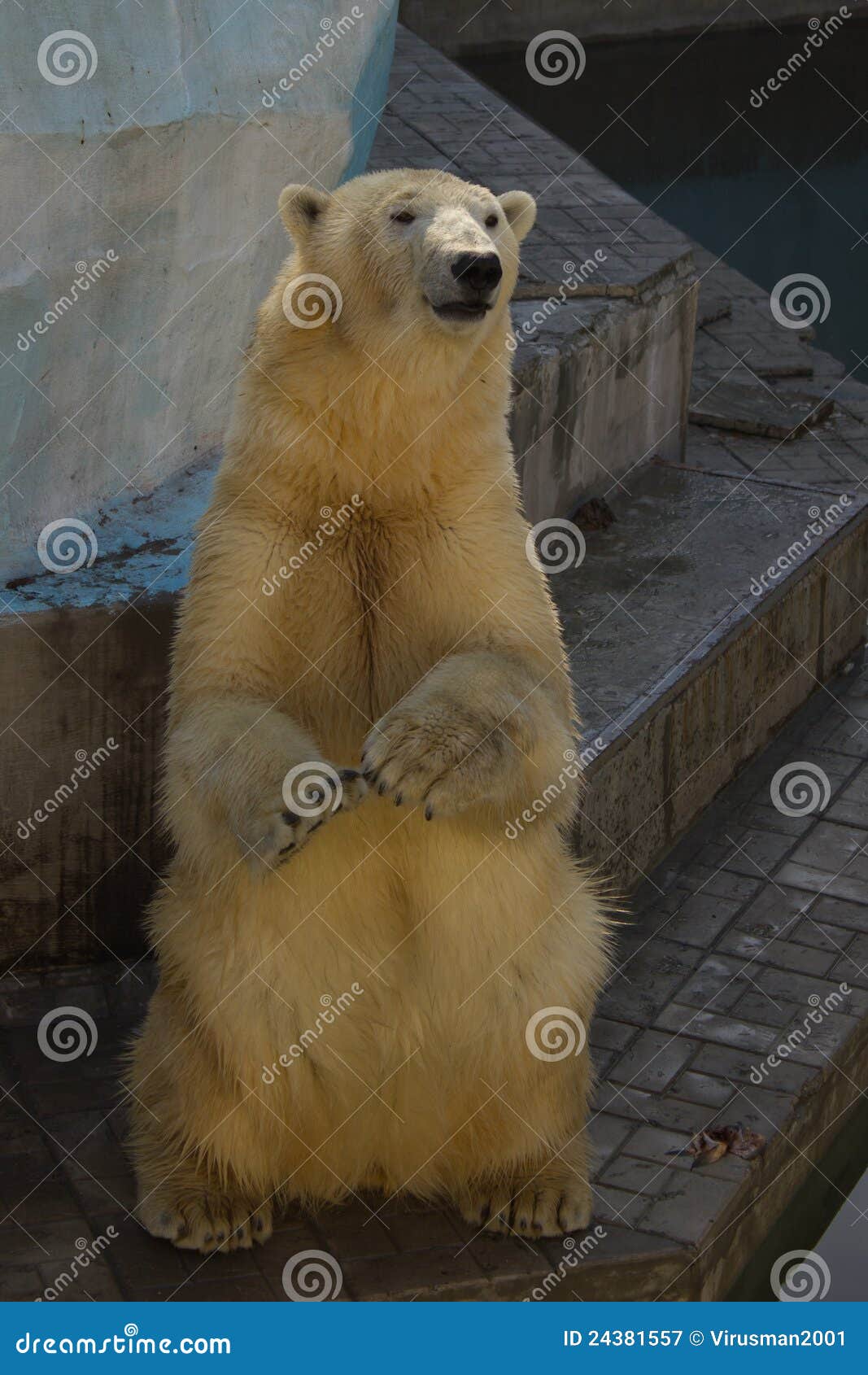 Bear Stan Photos - Free & Royalty-Free Stock Photos from Dreamstime