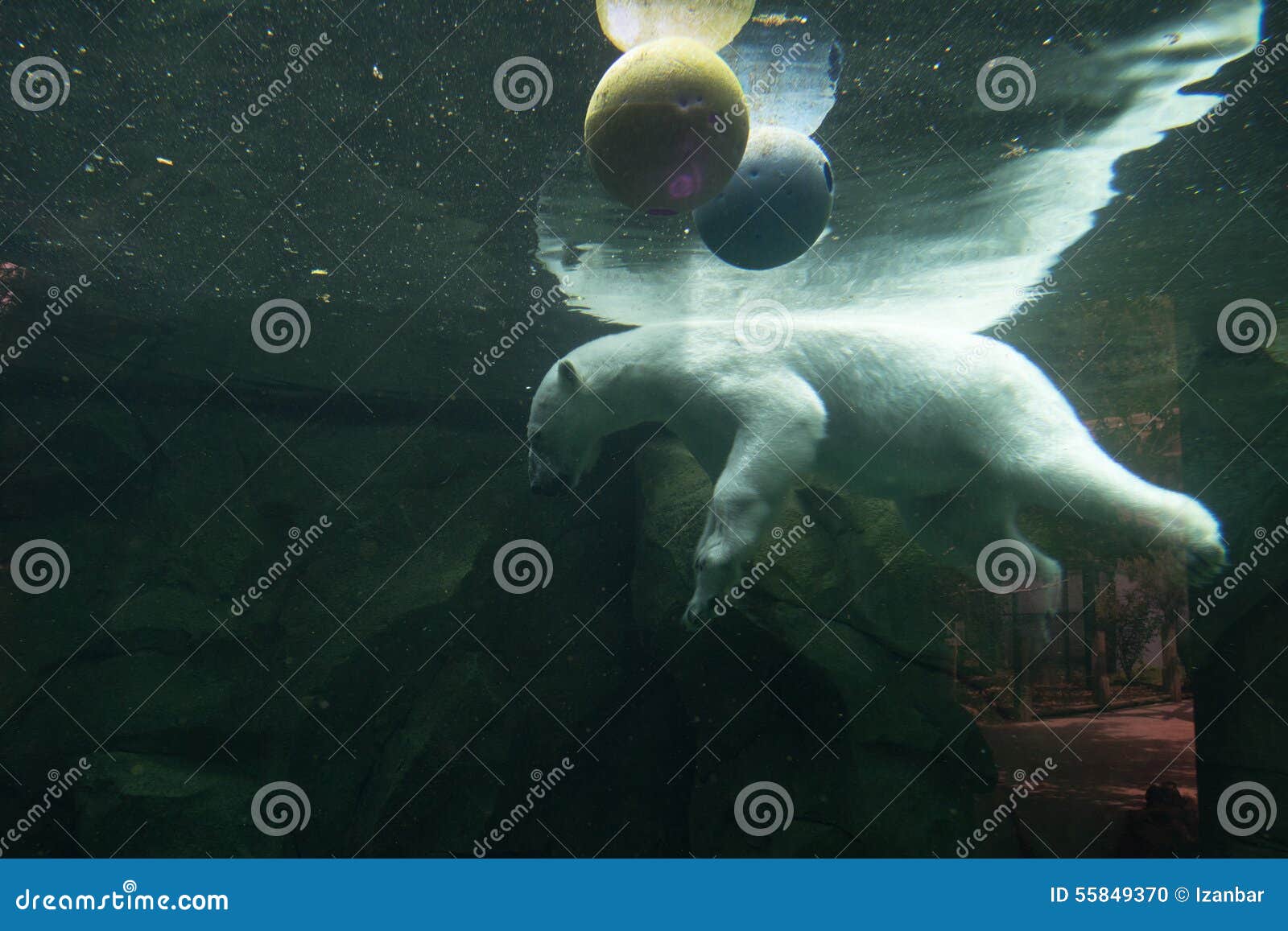 White Bear Underwater at the Zoo Stock Photo - Image of underwater ...