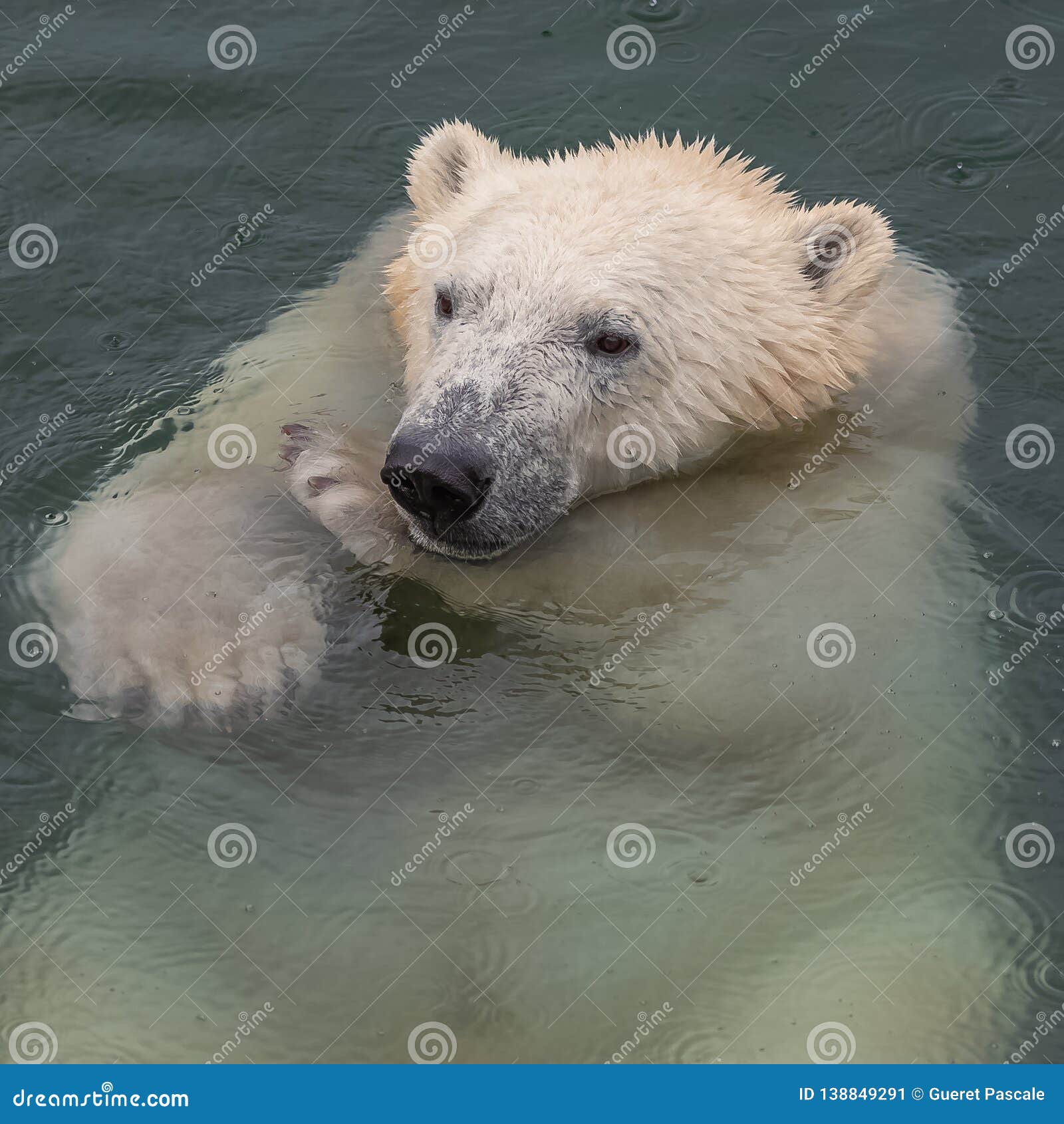 White bear stock image. Image of climate, canada, furry - 138849291