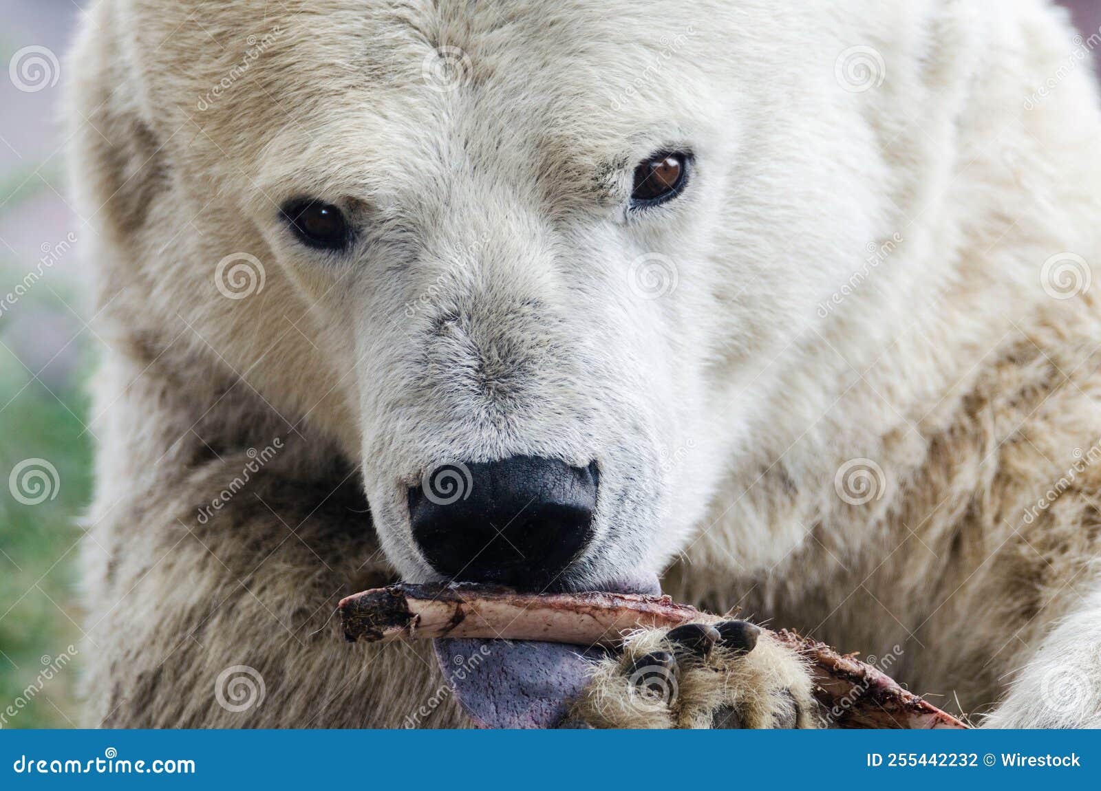 White bear at the zoo stock photo. Image of outdoors - 255442232