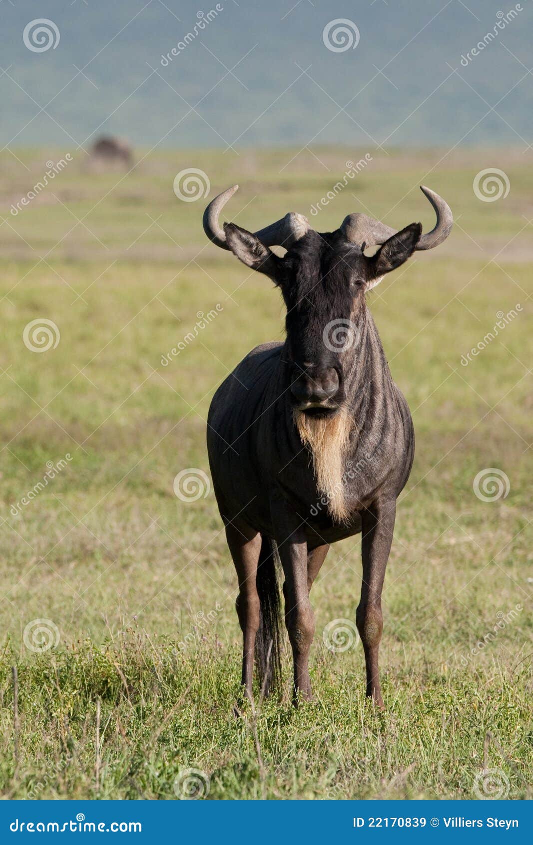 White bearded gnu stock image. Image of game, portrait - 22170839