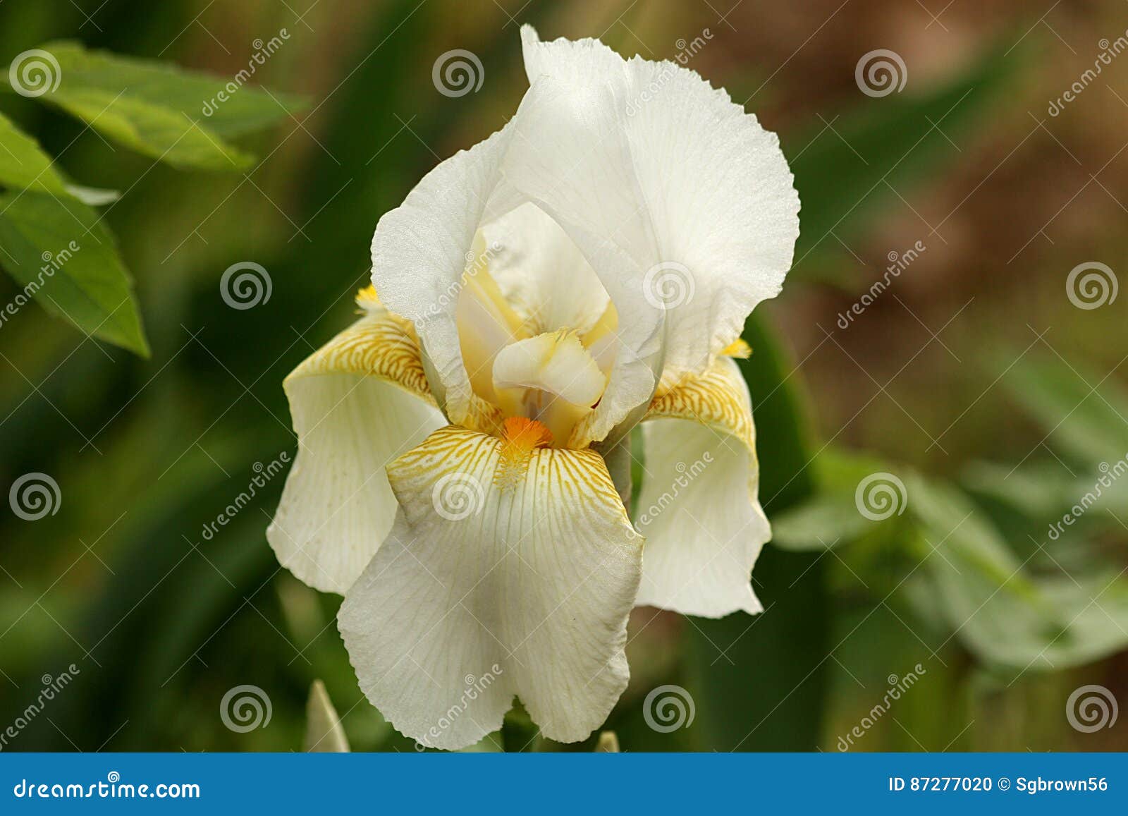 White Bearded Iris in Spring Stock Photo - Image of background, iris ...