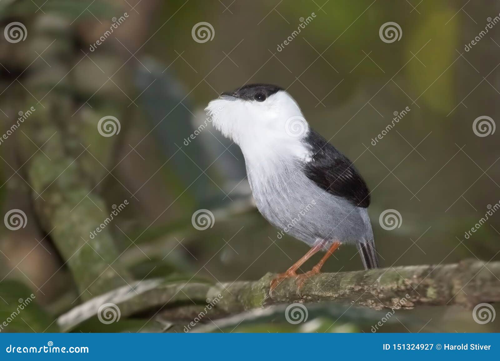 White-bearded Manakin, Manacus Manacus, Male Stock Image - Image of ...