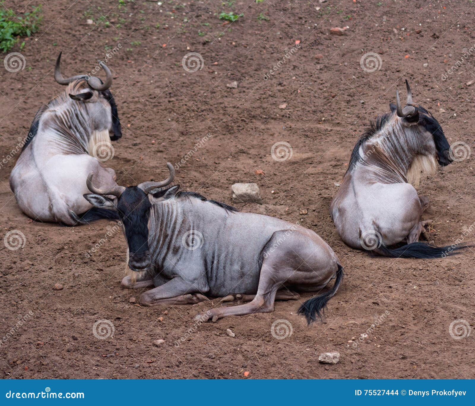 White-bearded wildebeest stock photo. Image of mammal - 75527444
