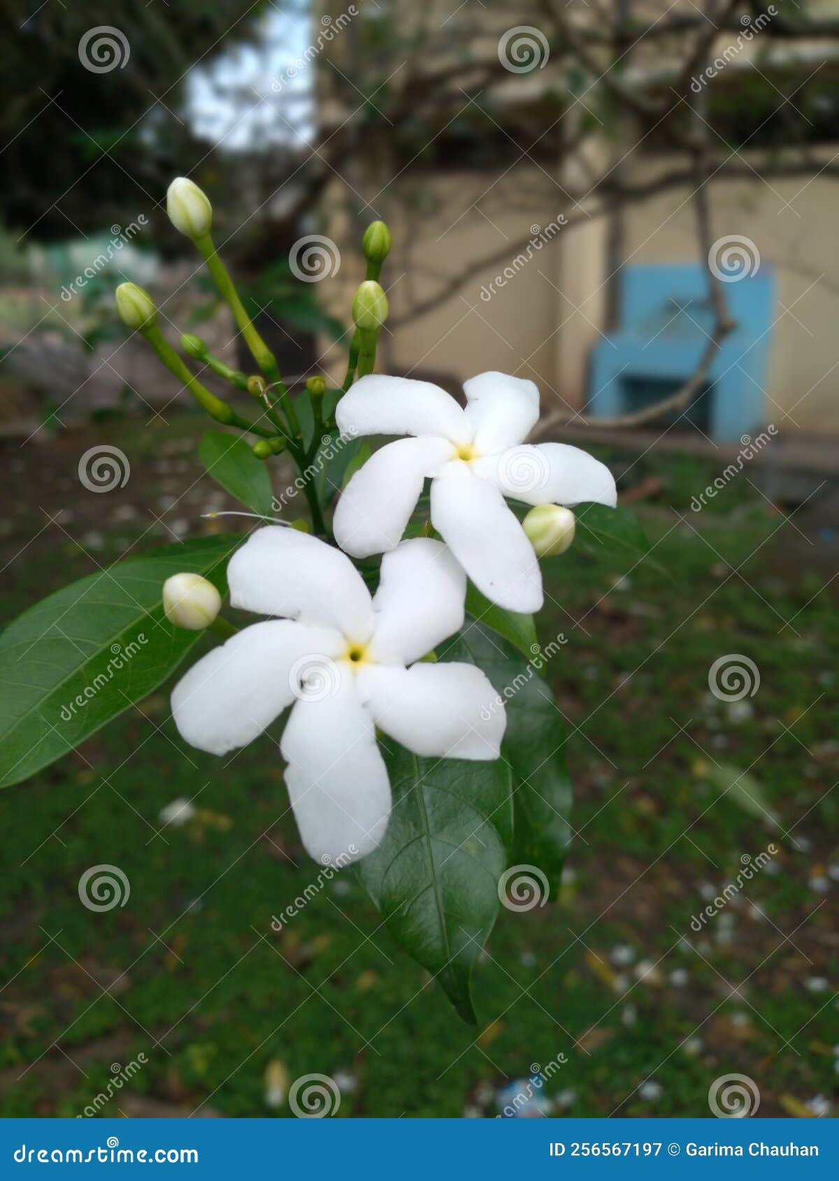White Beautiful Flower in a Garden Stock Image - Image of flower ...