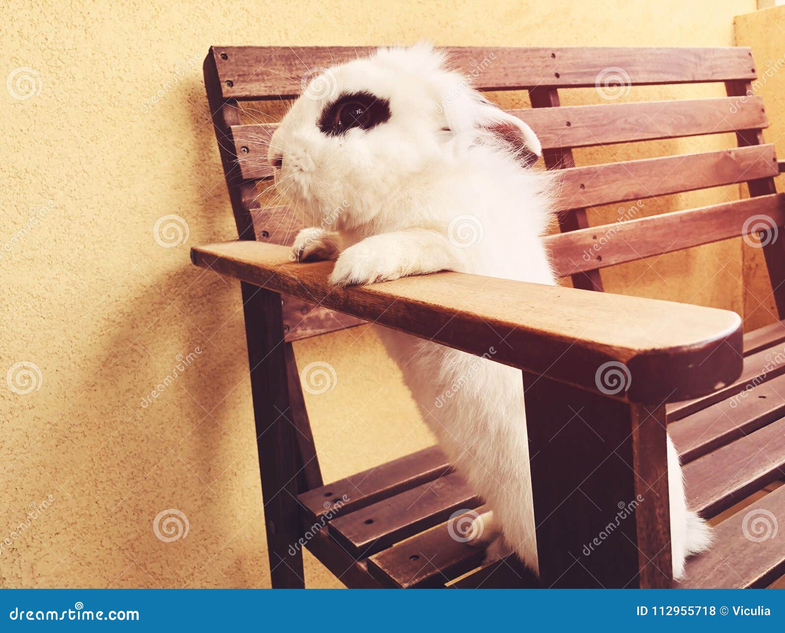 White Beautiful Funny Rabbit Standing on a Bench. Stock Photo - Image ...