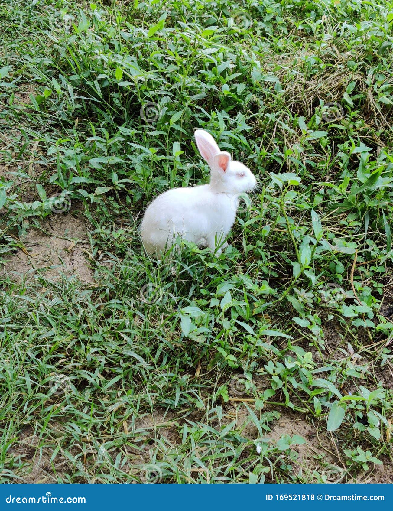 Beautiful Hare Stock Photos - Download 14,174 Royalty Free Photos