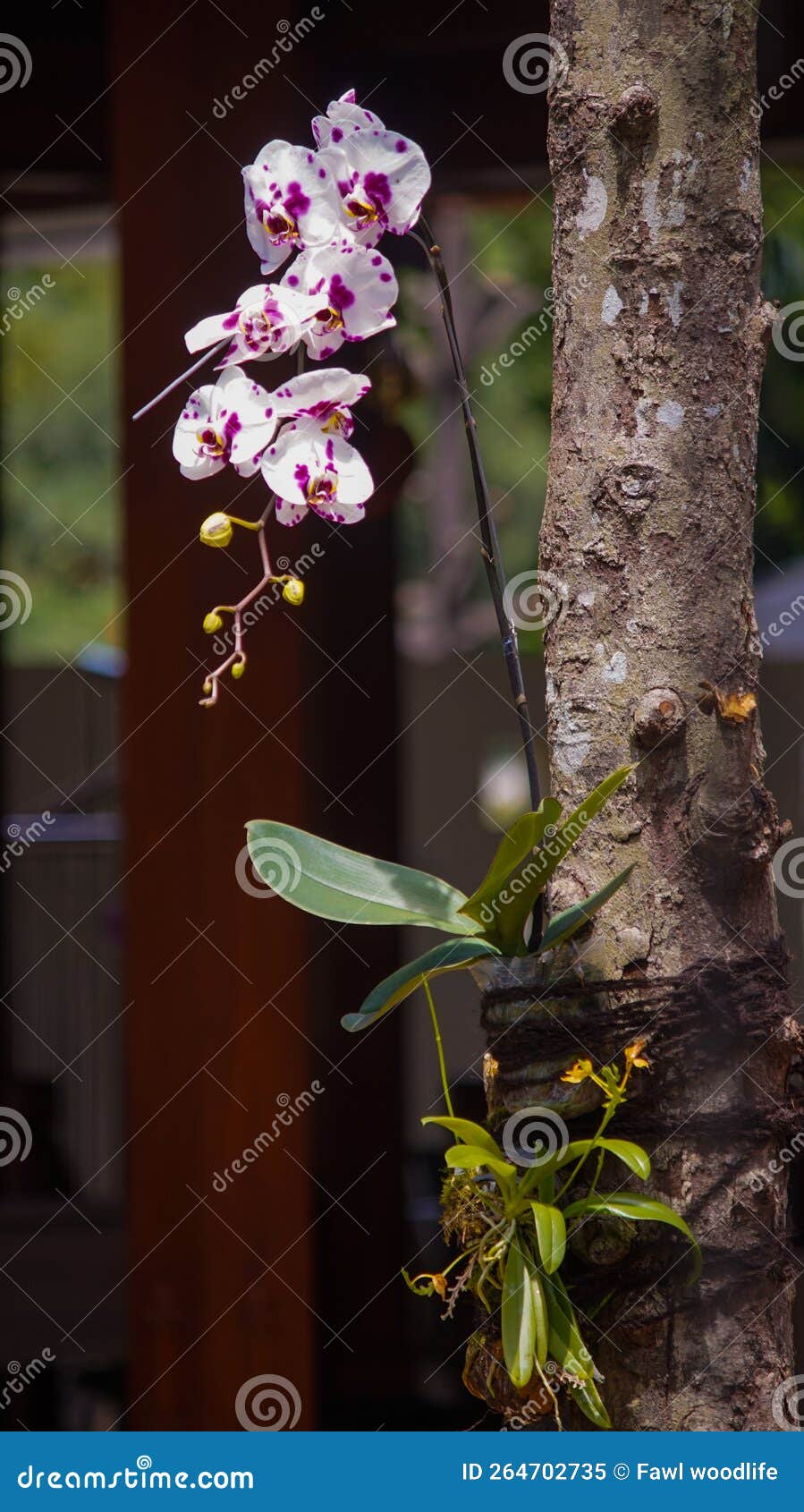 White Beautiful Orchids are Blooming on the Tree Stock Image - Image of ...