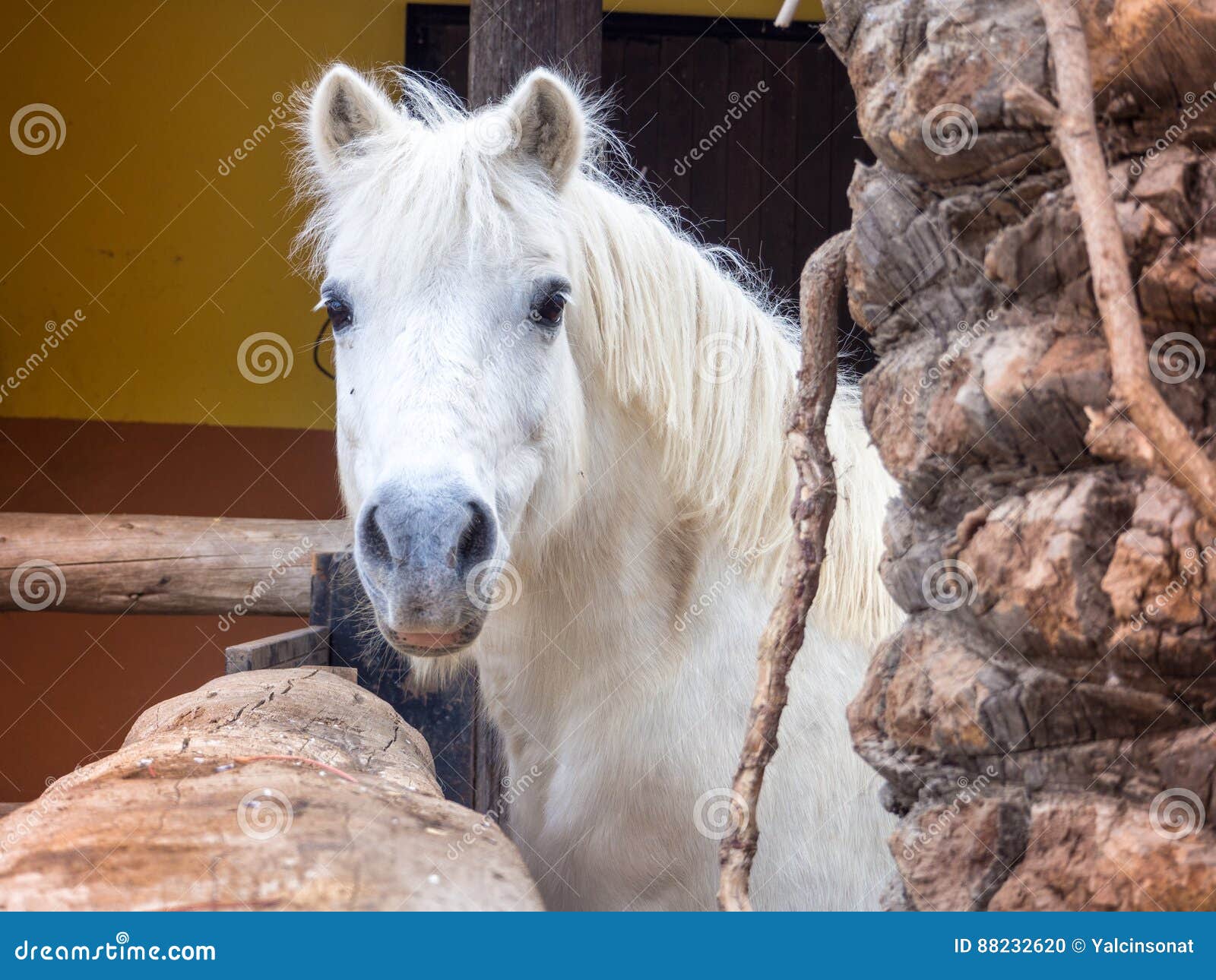 White beautiful pony stock photo. Image of beautiful - 88232620