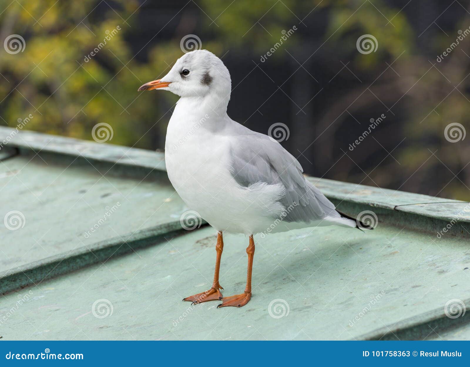 Seagull stock image. Image of seagul, feather, gull - 101758363