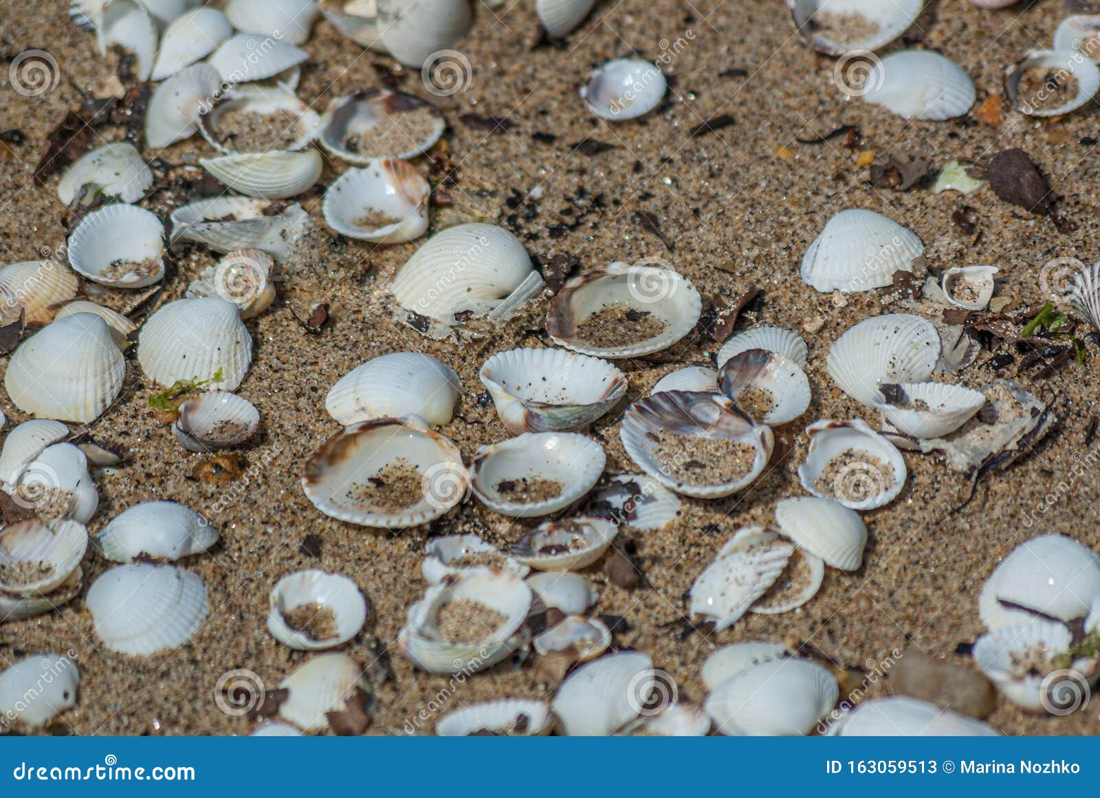 White Beautiful Seashells in the Sand Stock Image - Image of summer ...