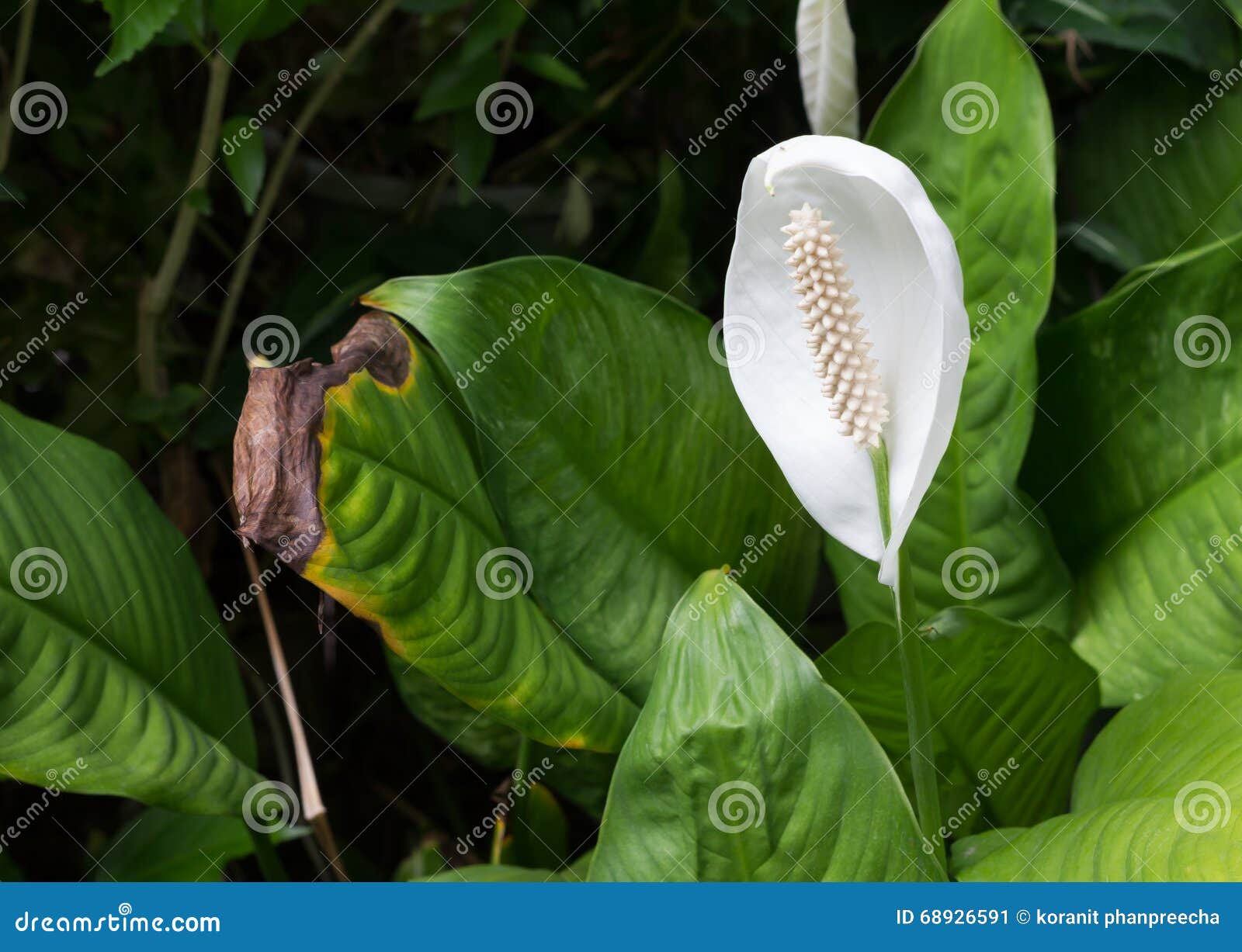 White Beautiful Spadix Flower Know As Tail-flower Stock Image - Image ...