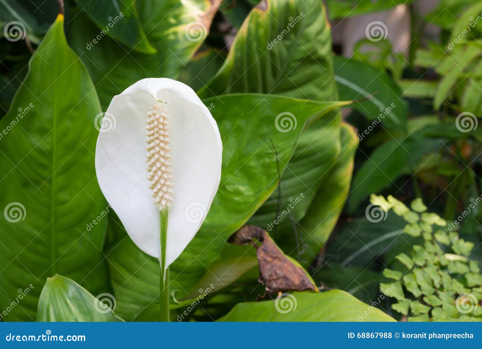 Spadix Flower Royalty-Free Stock Photography | CartoonDealer.com #41706797