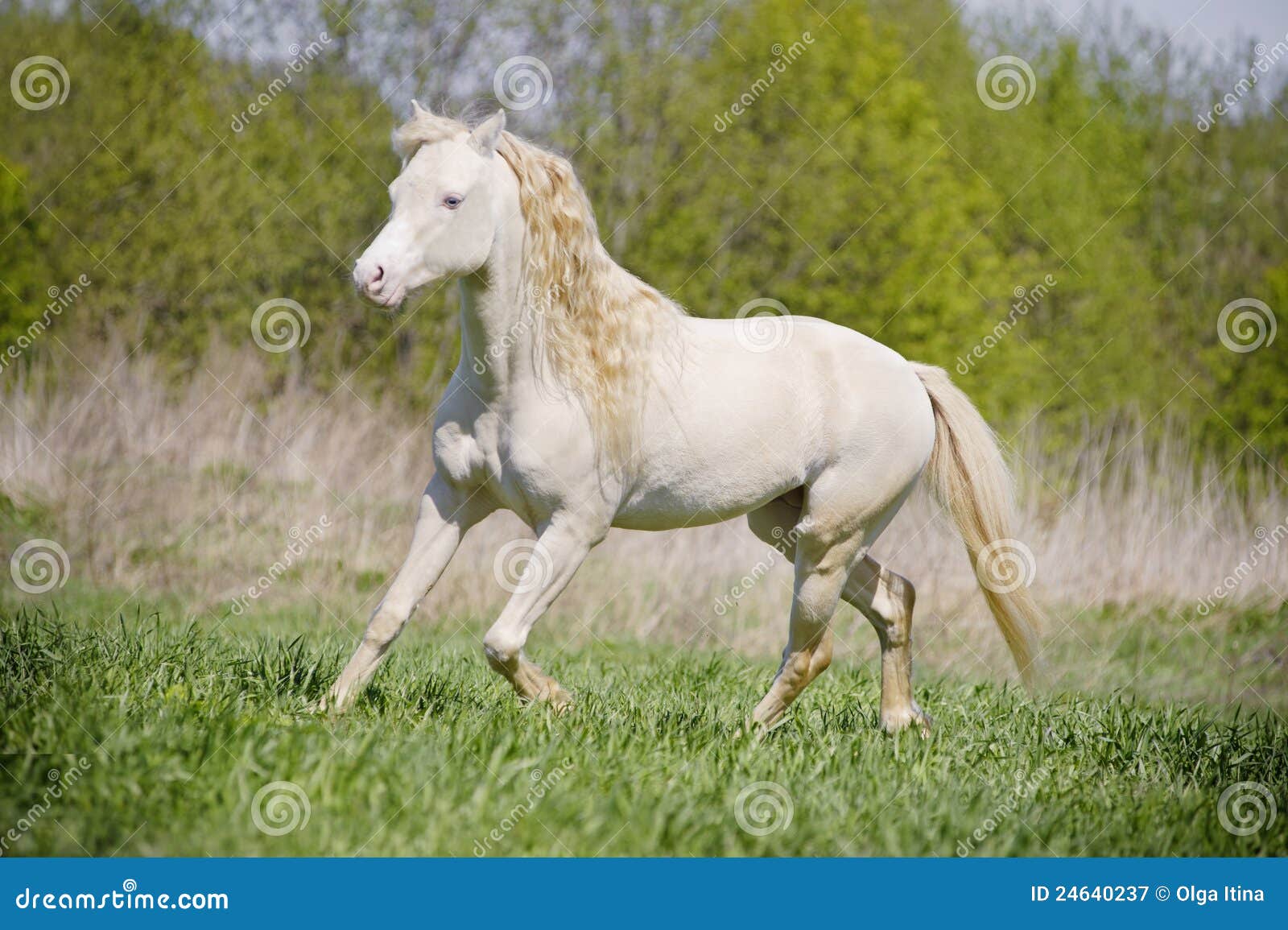 White Beautiful Stallion Running through Field Stock Image - Image of ...