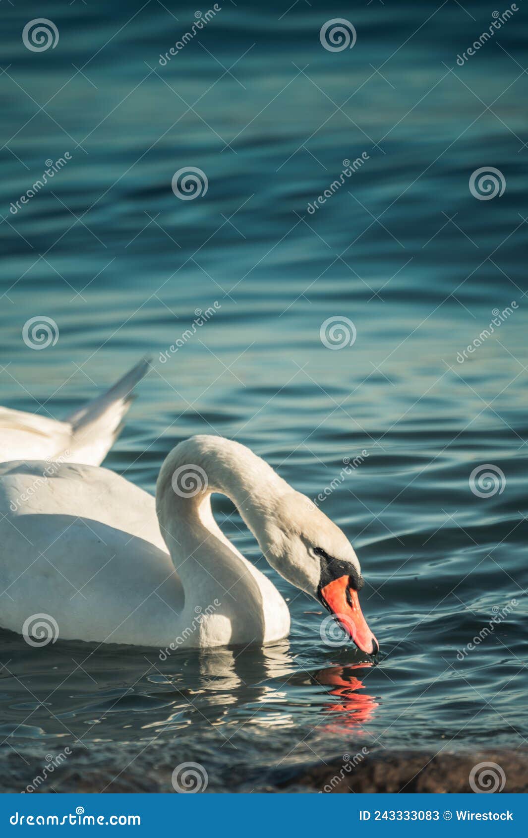 White Beautiful Swan Drinking the Water in the Sea Stock Image - Image ...
