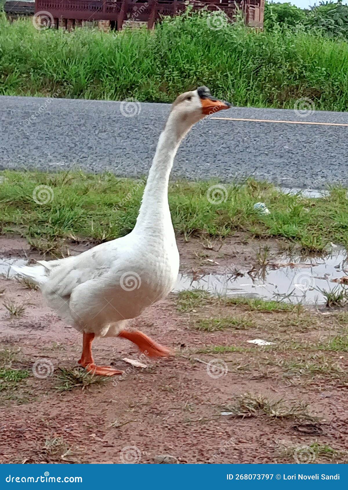 White and Beautiful Swan Walking Stock Image - Image of animal, nature ...