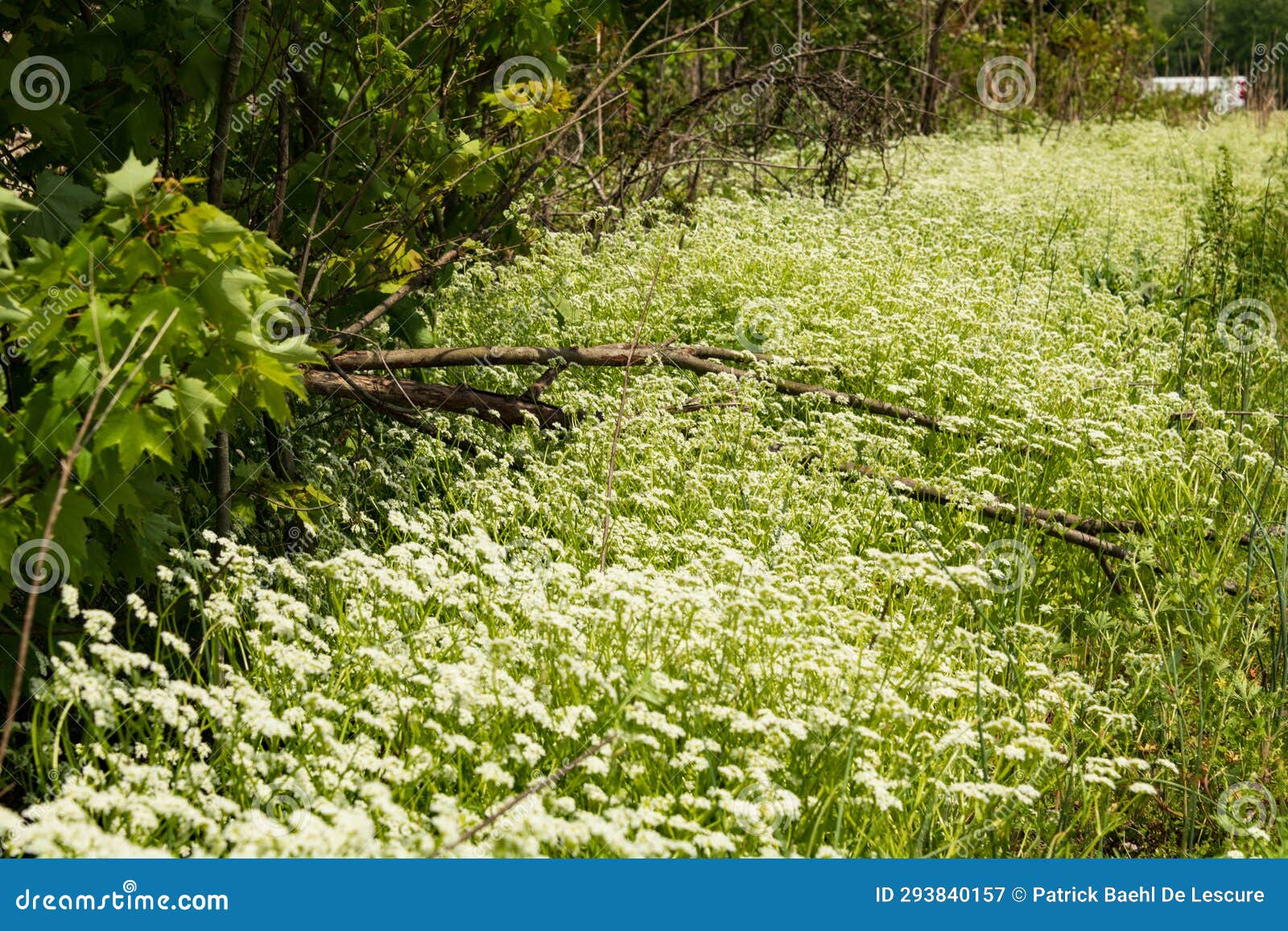 Kituwah Stock Photos - Free & Royalty-Free Stock Photos from Dreamstime