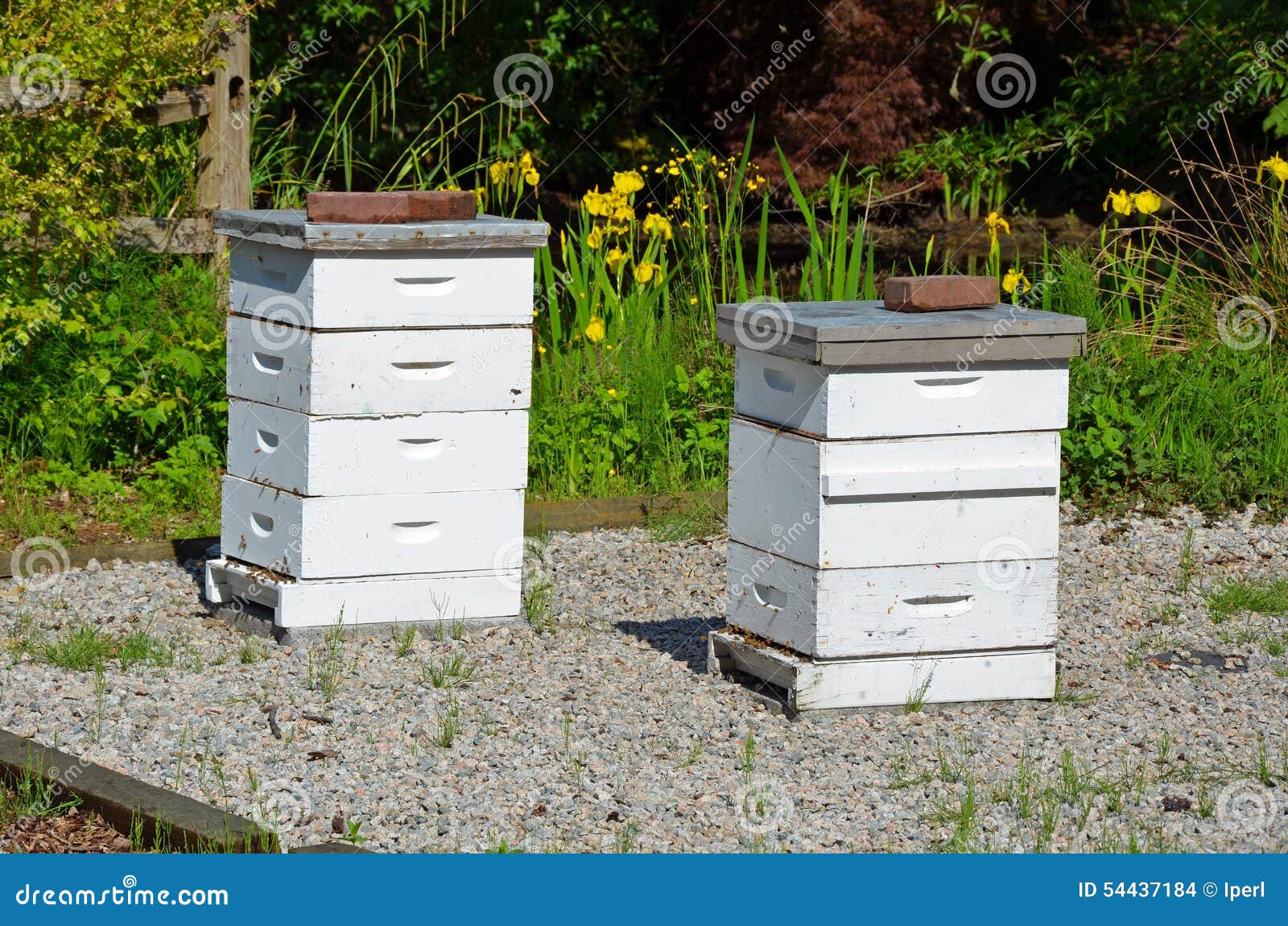 White bee boxes stock photo. Image of wooden, agriculture - 54437184