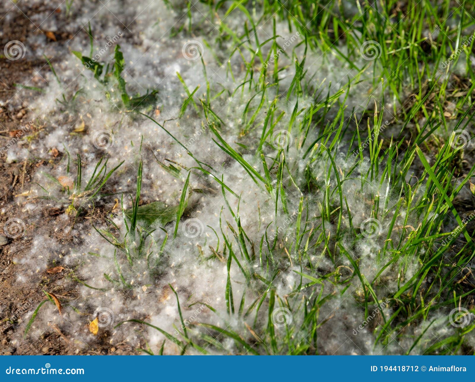 Pollen On The Ground In Spring Stock Photography | CartoonDealer.com ...