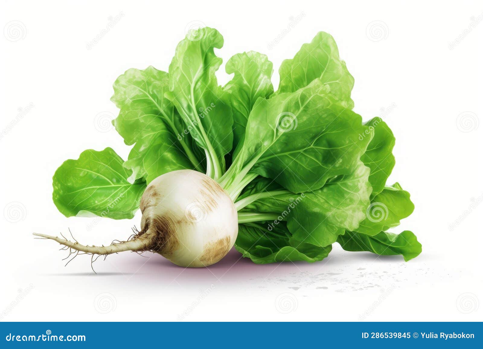 White Beet Leaves. Generate Ai Stock Illustration - Illustration of ...