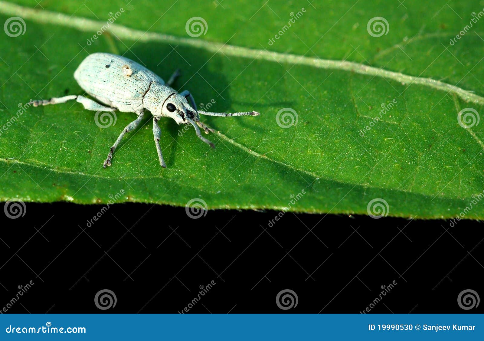White beetle stock photo. Image of setting, outdoor, outdoors - 19990530