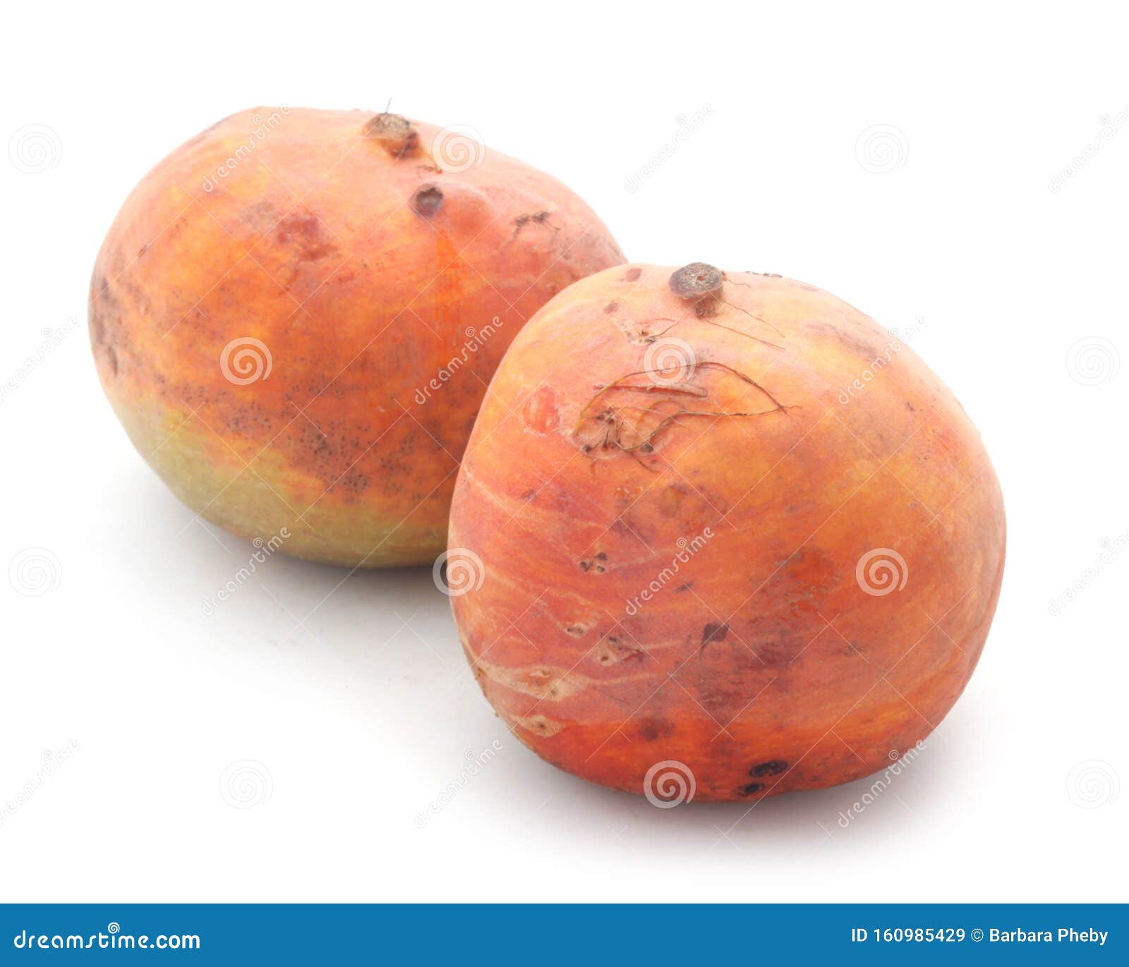 White Beets stock image. Image of eating, beets, white - 160985429