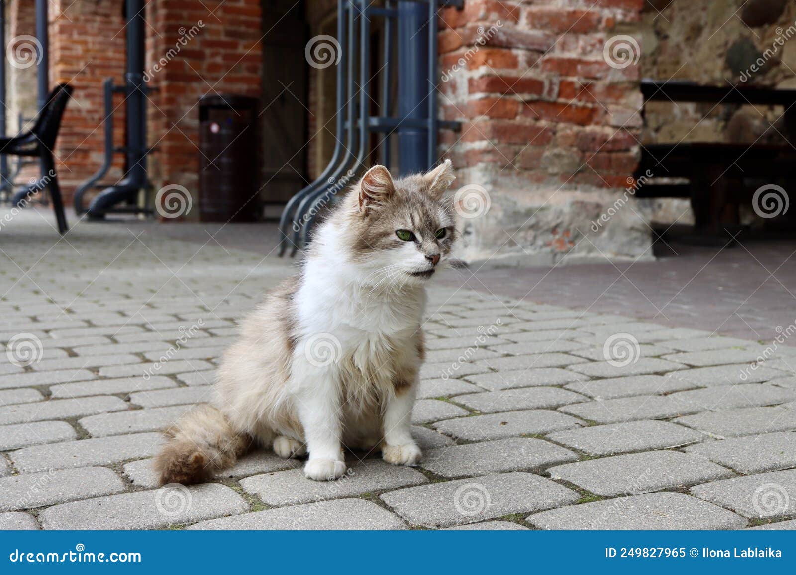White beige cat stock image. Image of elegant, whiskers - 249827965