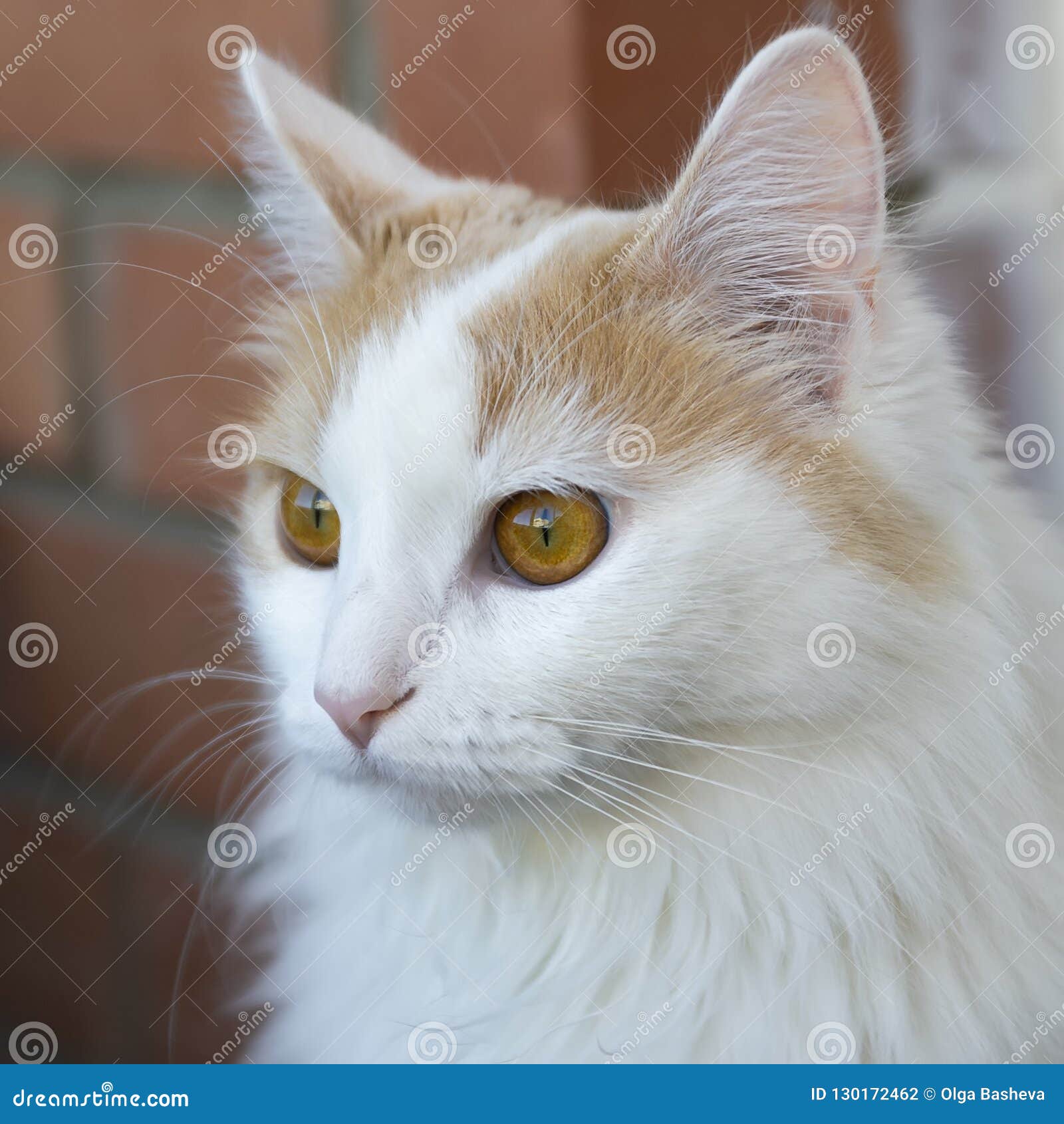 White Beige Cat Look into the Distance. Close-up Stock Photo - Image of ...