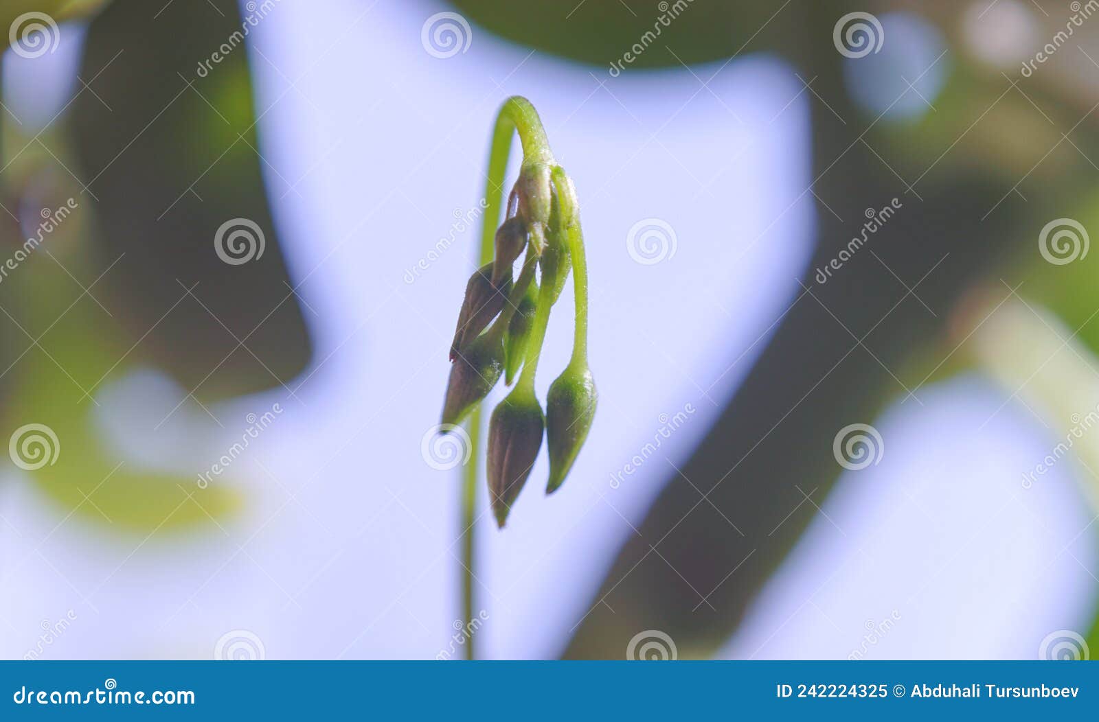 White bell flower buds stock image. Image of nature - 242224325