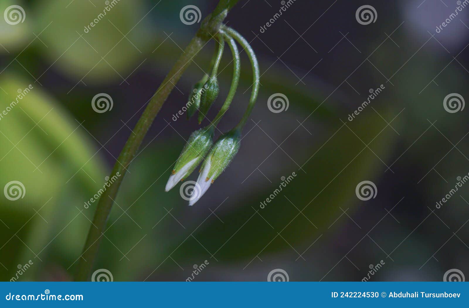 White bell flower buds stock photo. Image of nature - 242224530