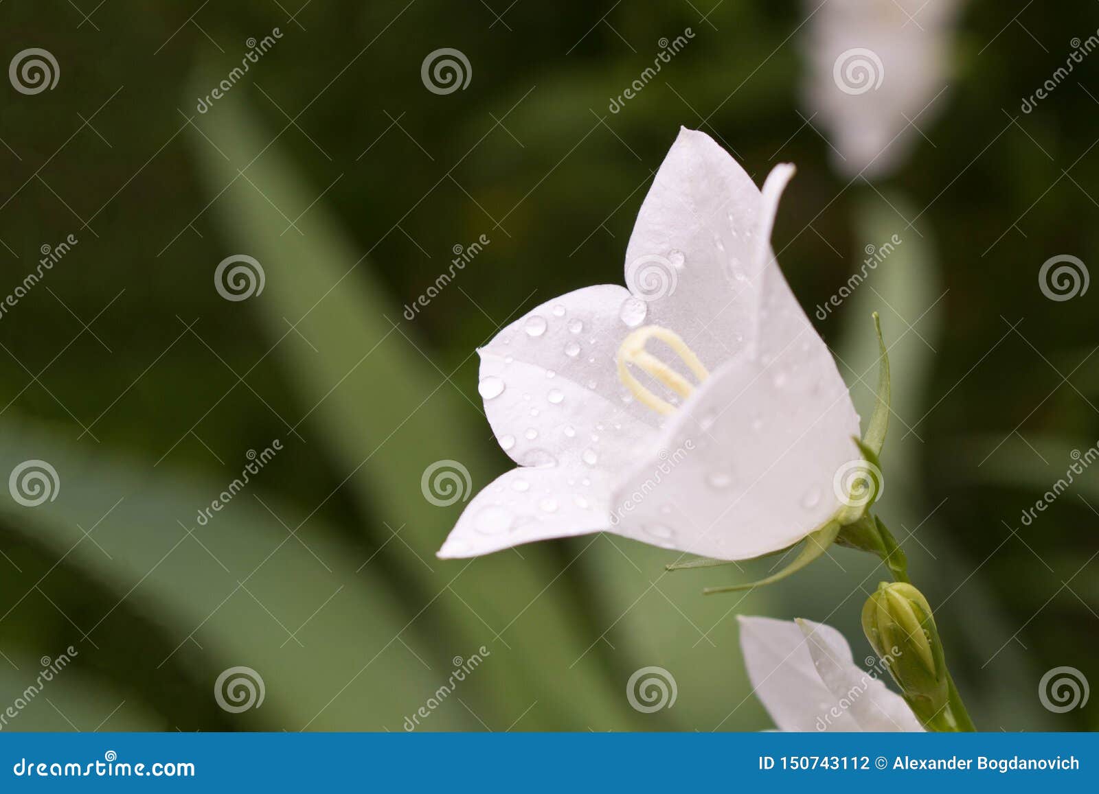 White Bell Flower with Drops of Dew. Flowers in the Backyard Stock ...