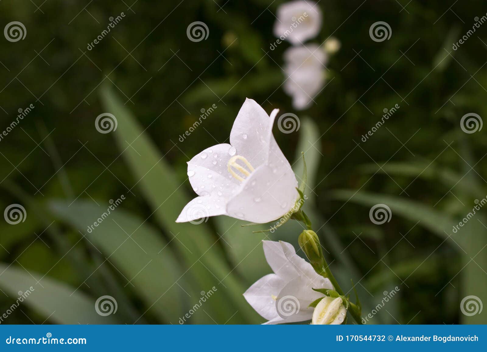 White Bell Flower with Drops of Dew. Flowers in the Backyard Stock ...
