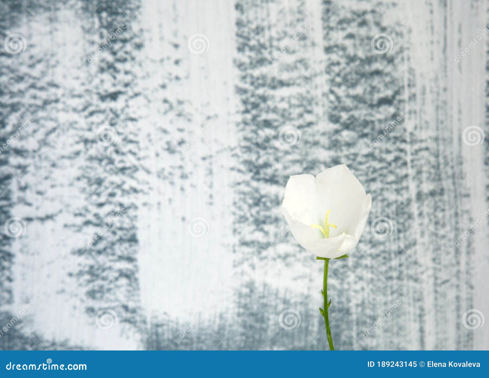 White Bell Flower on a Light Background Stock Image - Image of bright ...