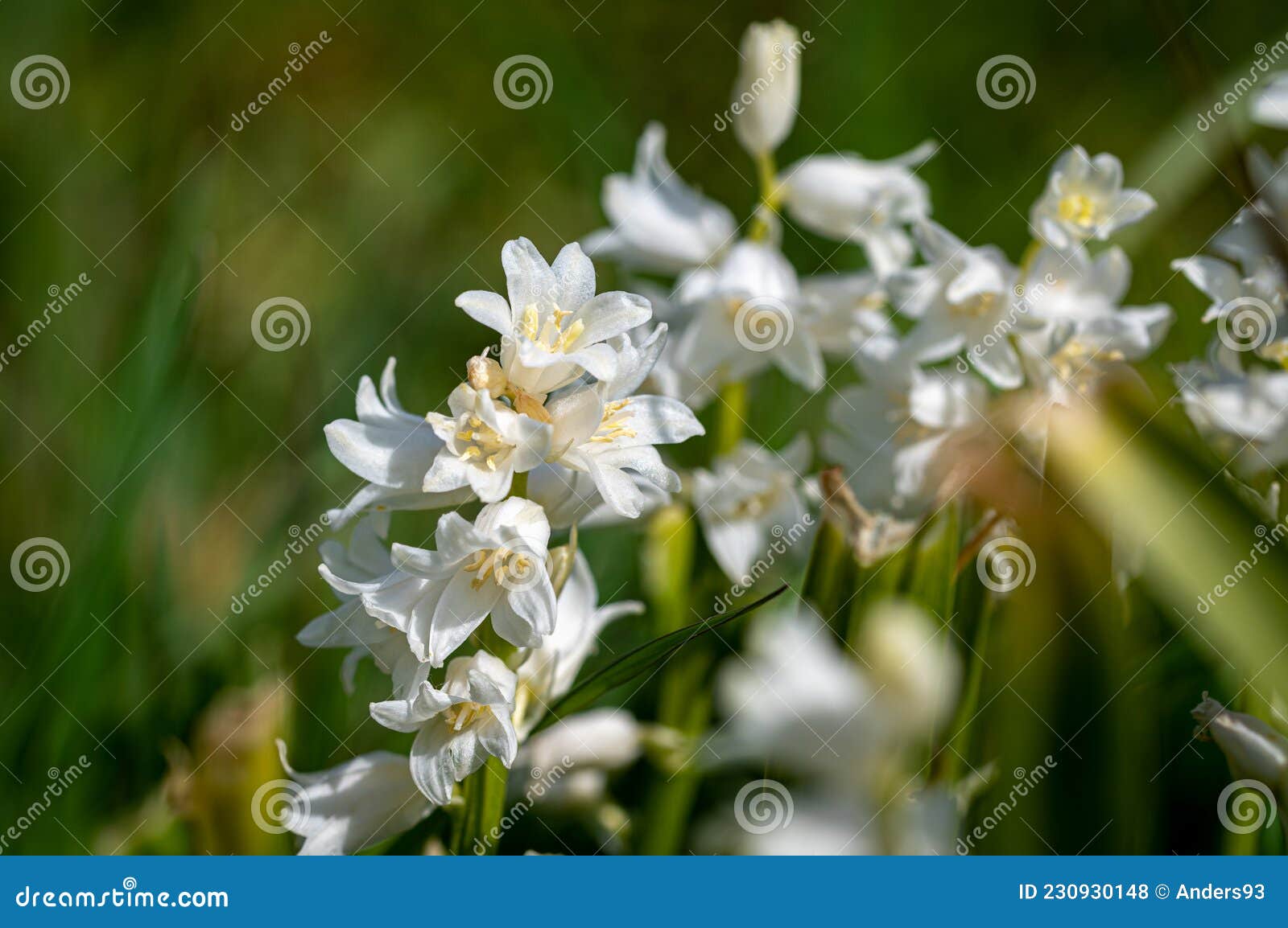 Whitebell Flowers in Spring Stock Photo - Image of botanical, primrose ...