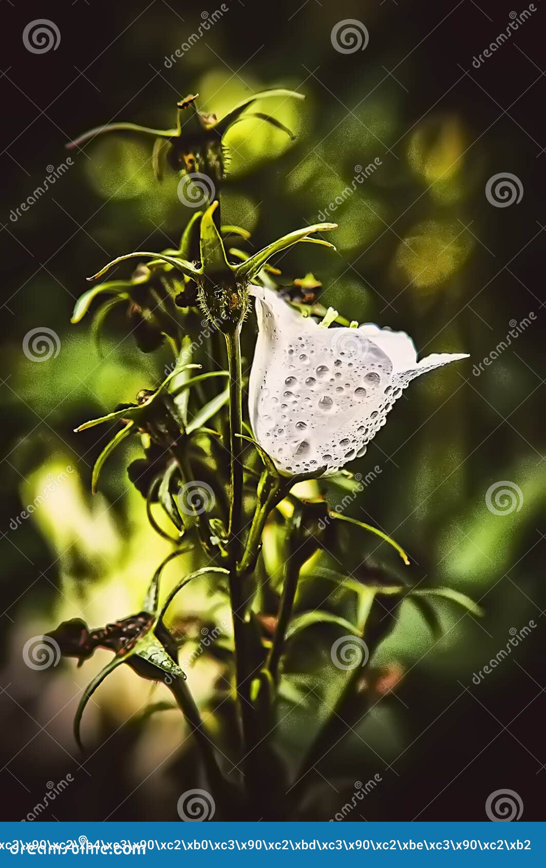 White bell stock image. Image of plant, flower, white - 39979773