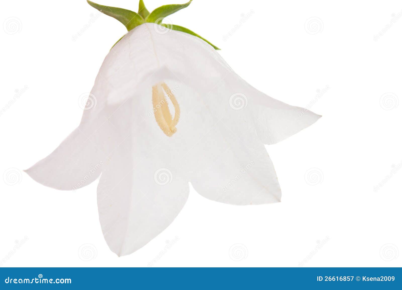 White bell isolated stock image. Image of bell, stem - 26616857