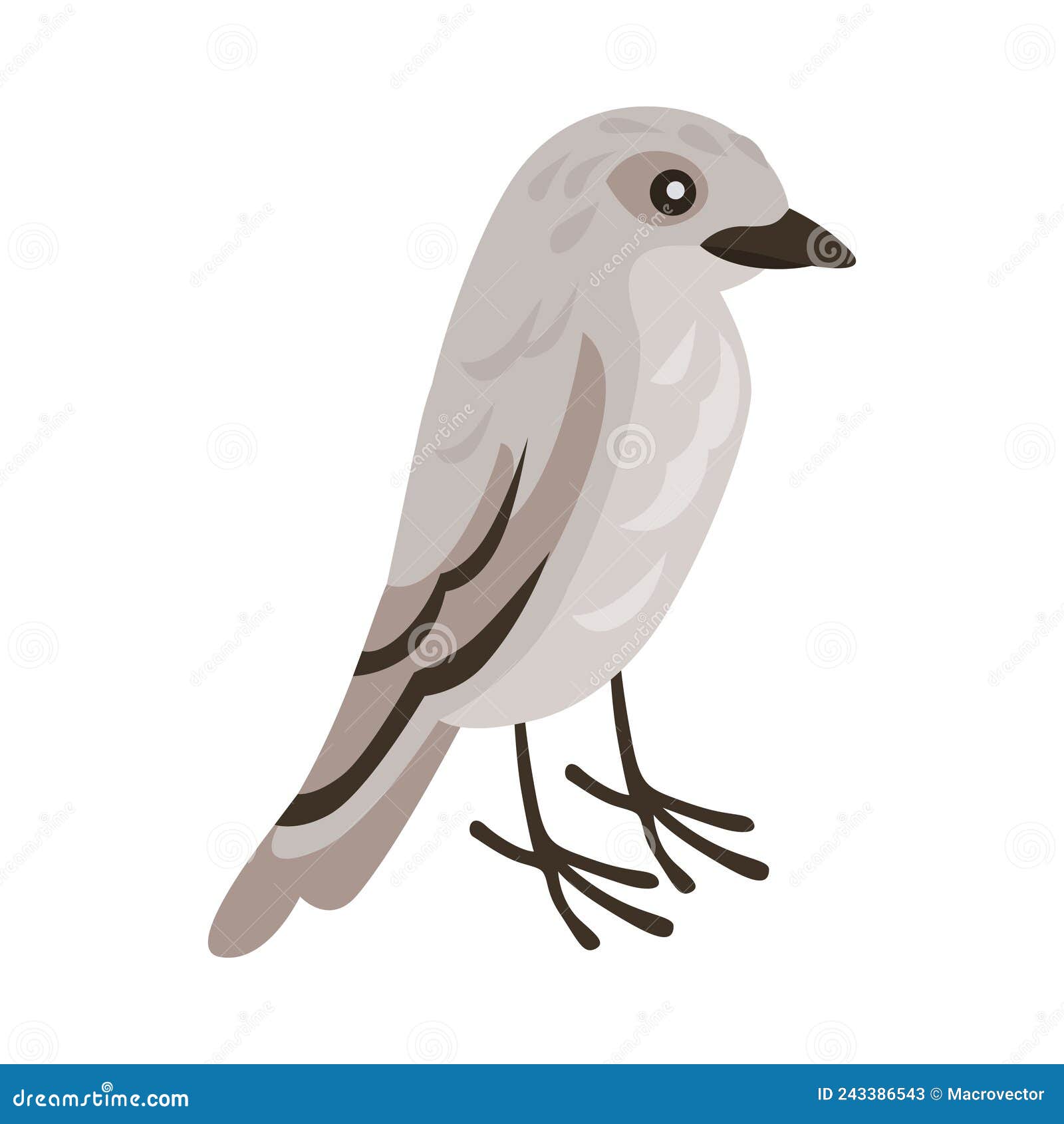 Bellbird Stock Illustrations – 4 Bellbird Stock Illustrations, Vectors ...