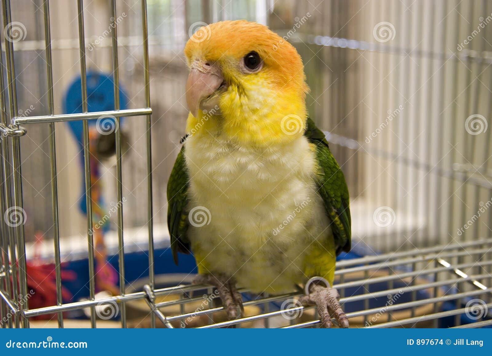White Bellied Caique stock photo. Image of pets, parrot - 897674