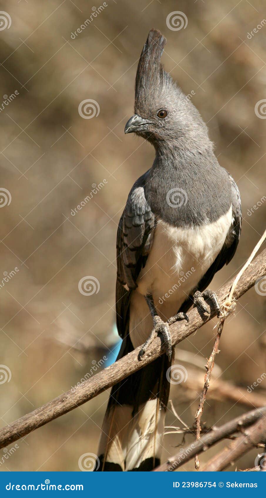 White-bellied go-away-bird stock photo. Image of africa - 23986754