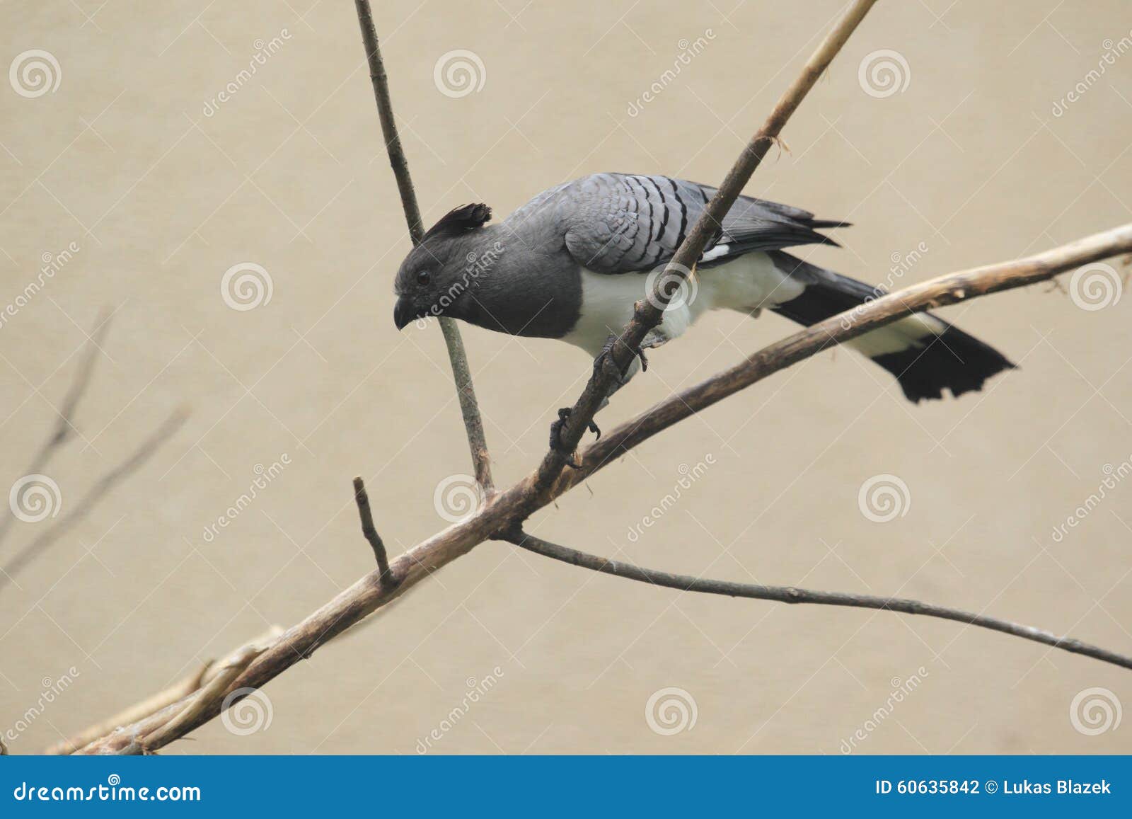 White-bellied go-away-bird stock photo. Image of away - 60635842
