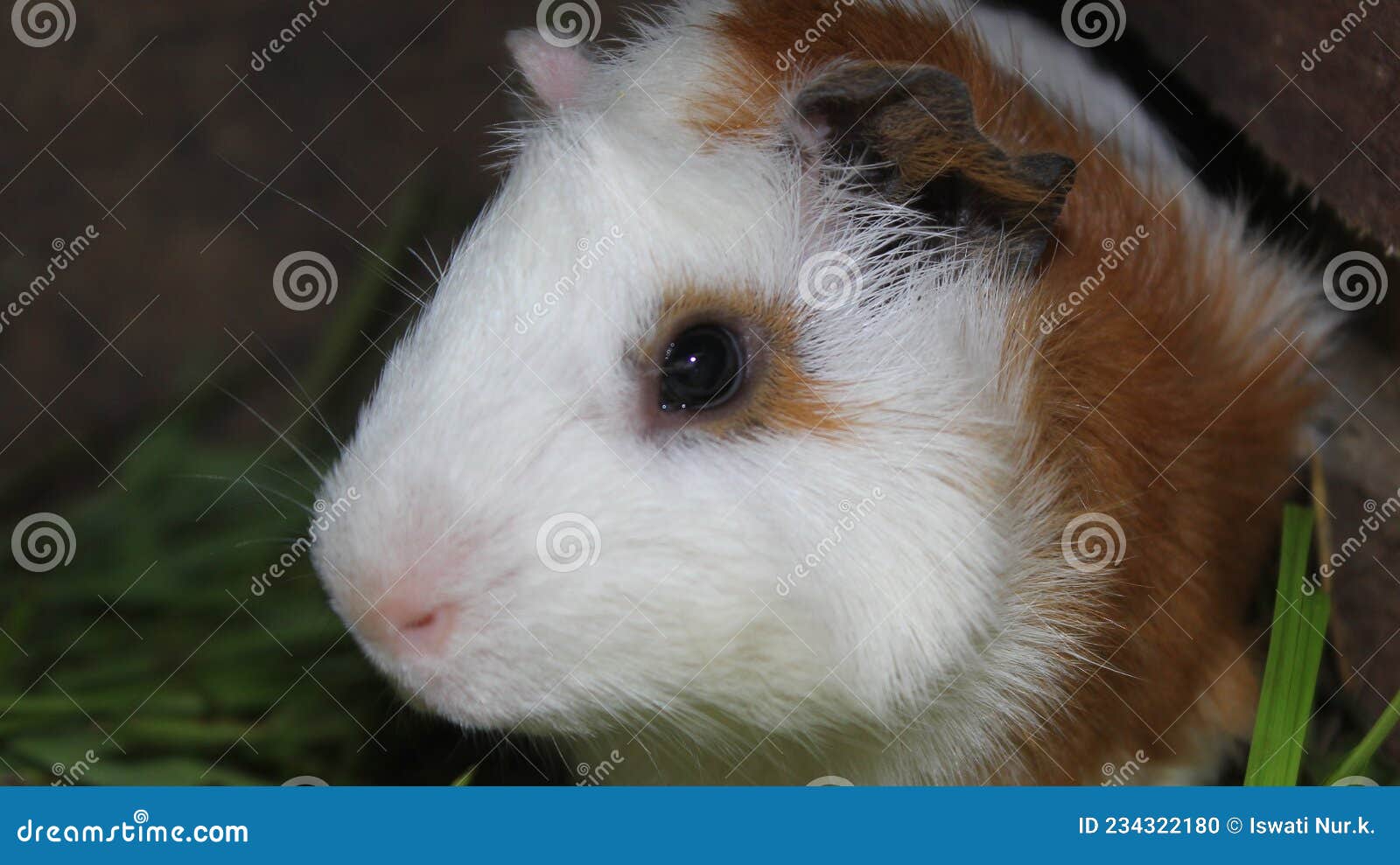 White bellied marmot stock photo. Image of marmot, beautiful - 234322180