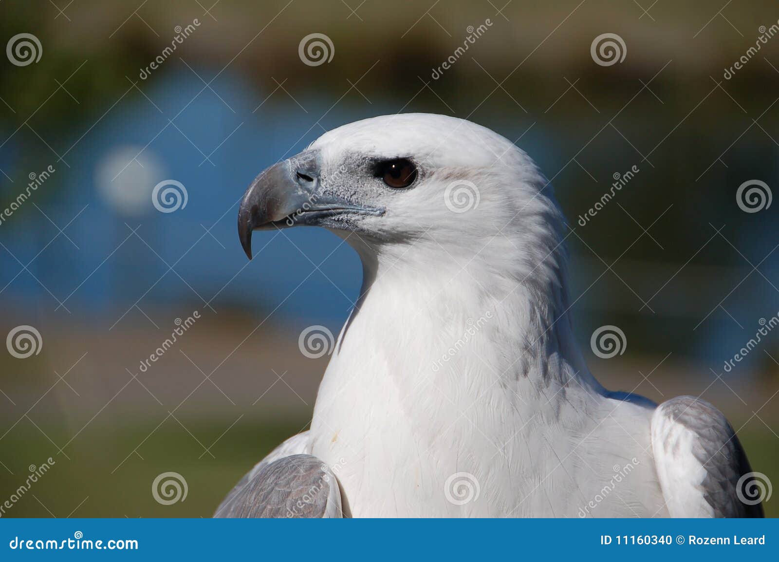 White bellied sea eagle stock photo. Image of eagle, observing - 11160340