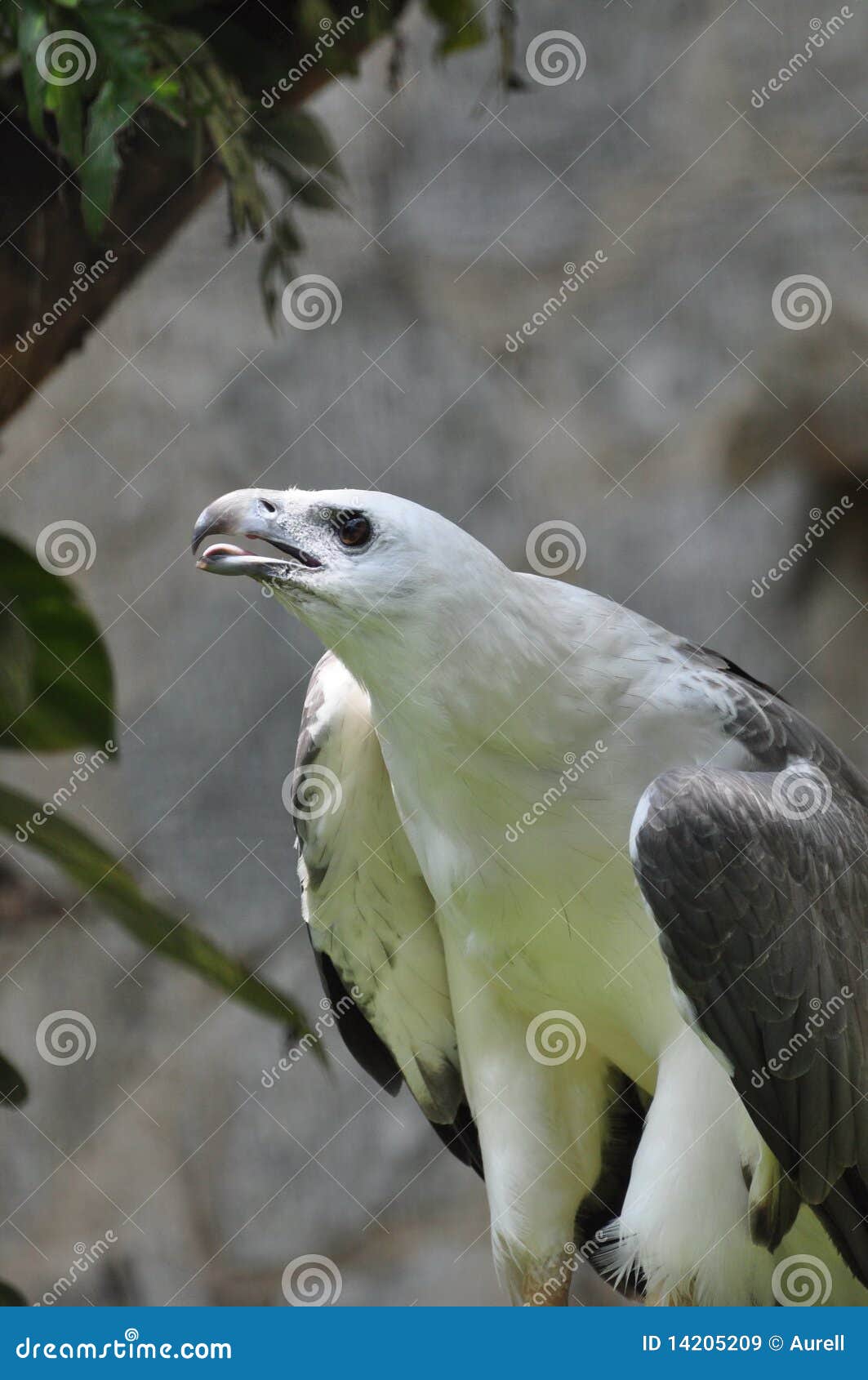 White-bellied sea-eagle stock image. Image of grey, feather - 14205209