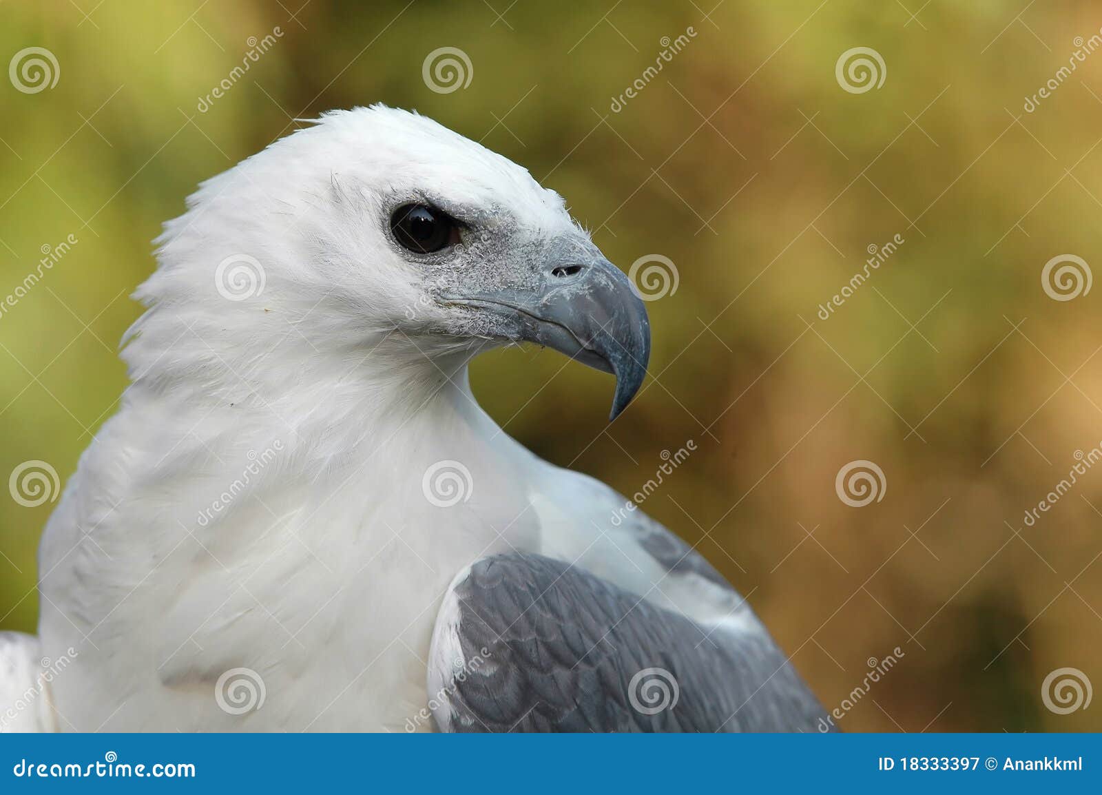 White bellied sea eagle stock image. Image of graceful - 18333397