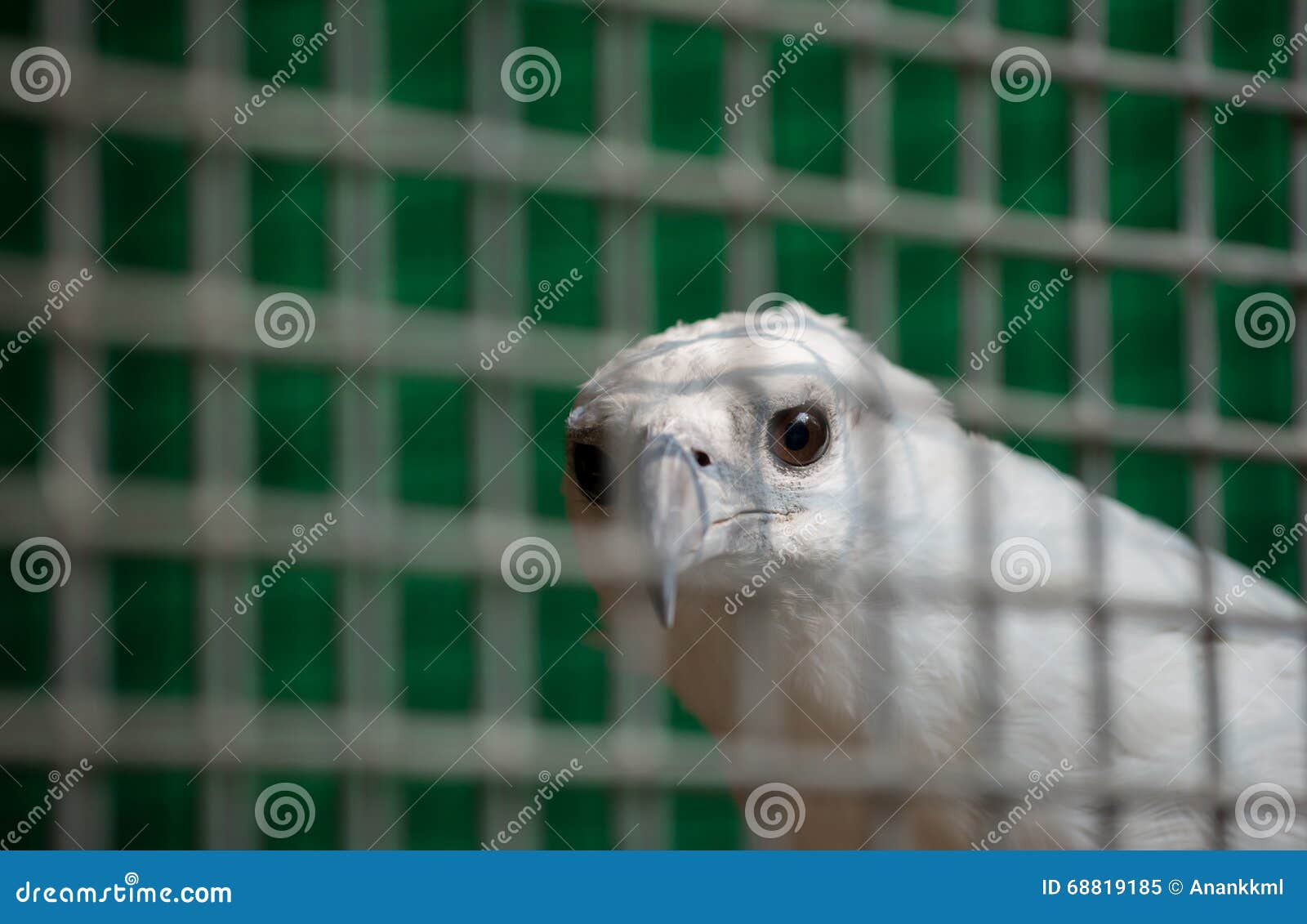 Eagle In A Cage. Sad Eagle. Sad Hawk. Sad Bird. Sadness. Eagle In Cage ...