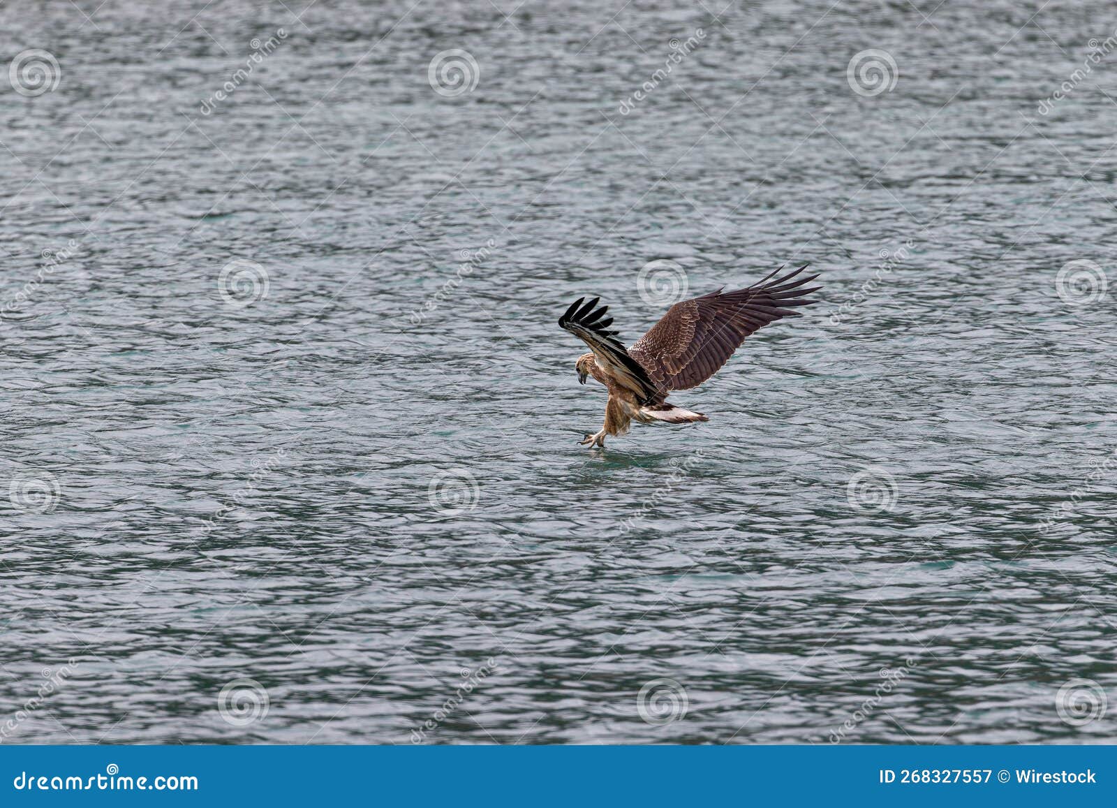 White-bellied Sea Eagle Catching a Bird from the Sea Stock Image ...