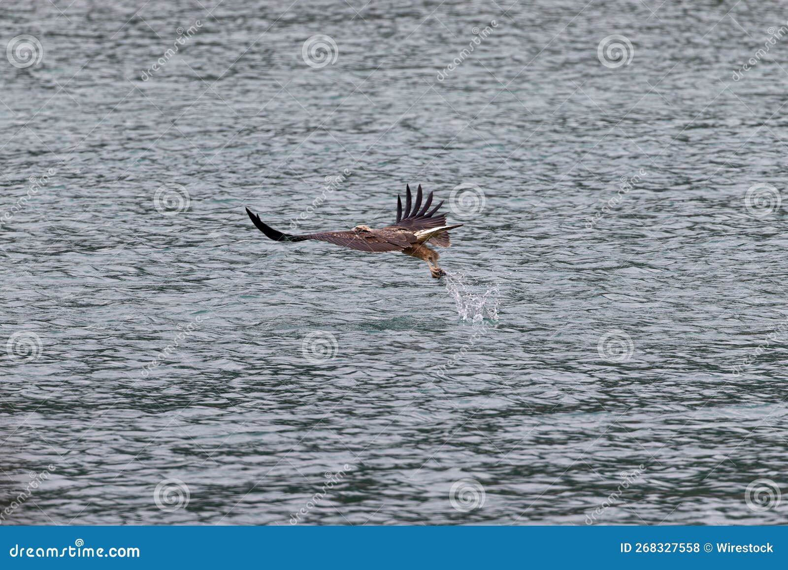 White-bellied Sea Eagle Catching a Bird from the Sea Stock Photo ...